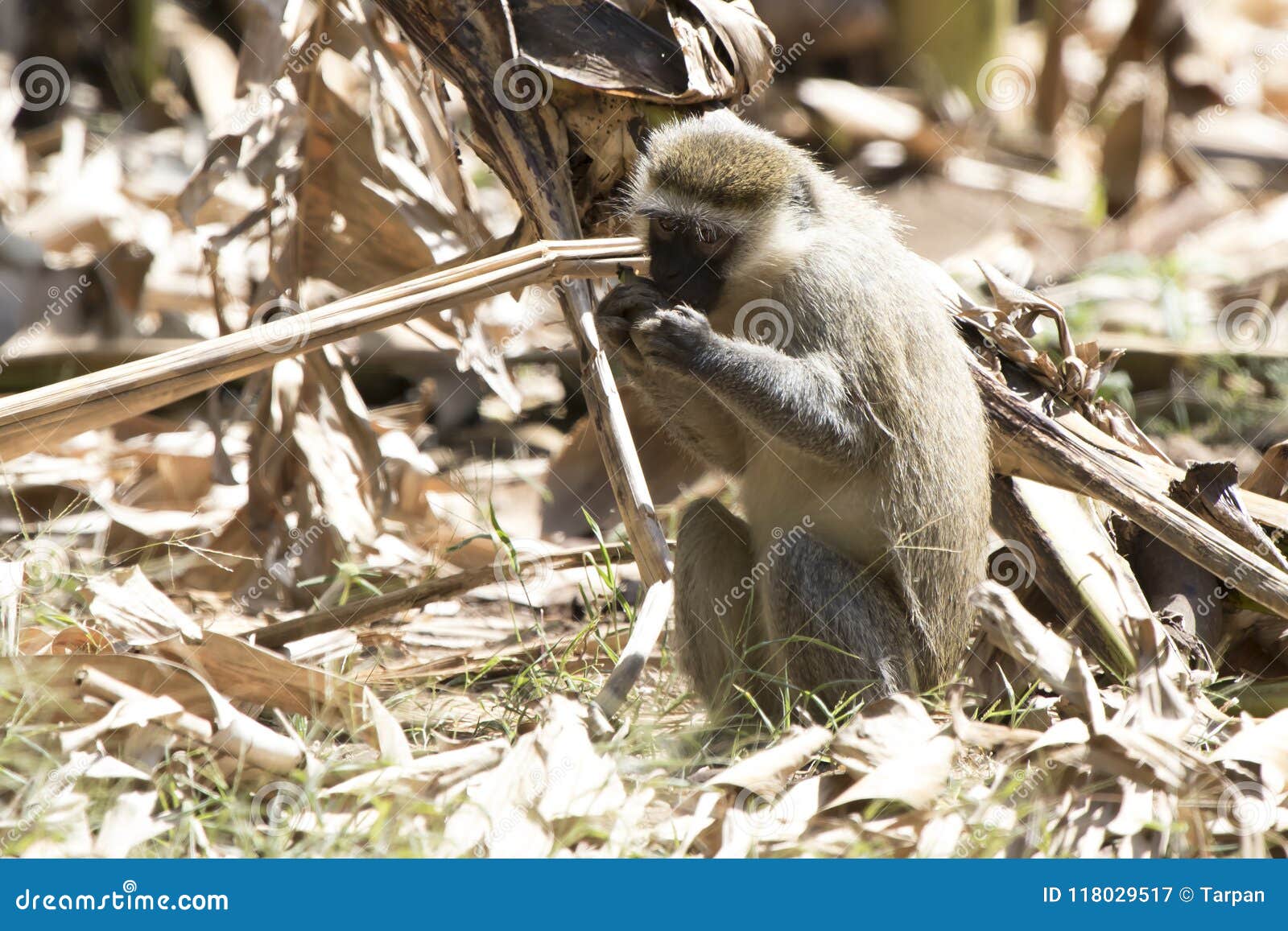 Macaco De Vervet Que Se Senta Na Terra E Se Come Imagem de Stock ...