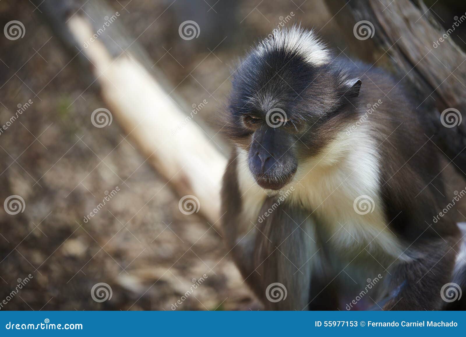 Macaco deprimido imagem de stock. Imagem de wildlife - 55977153