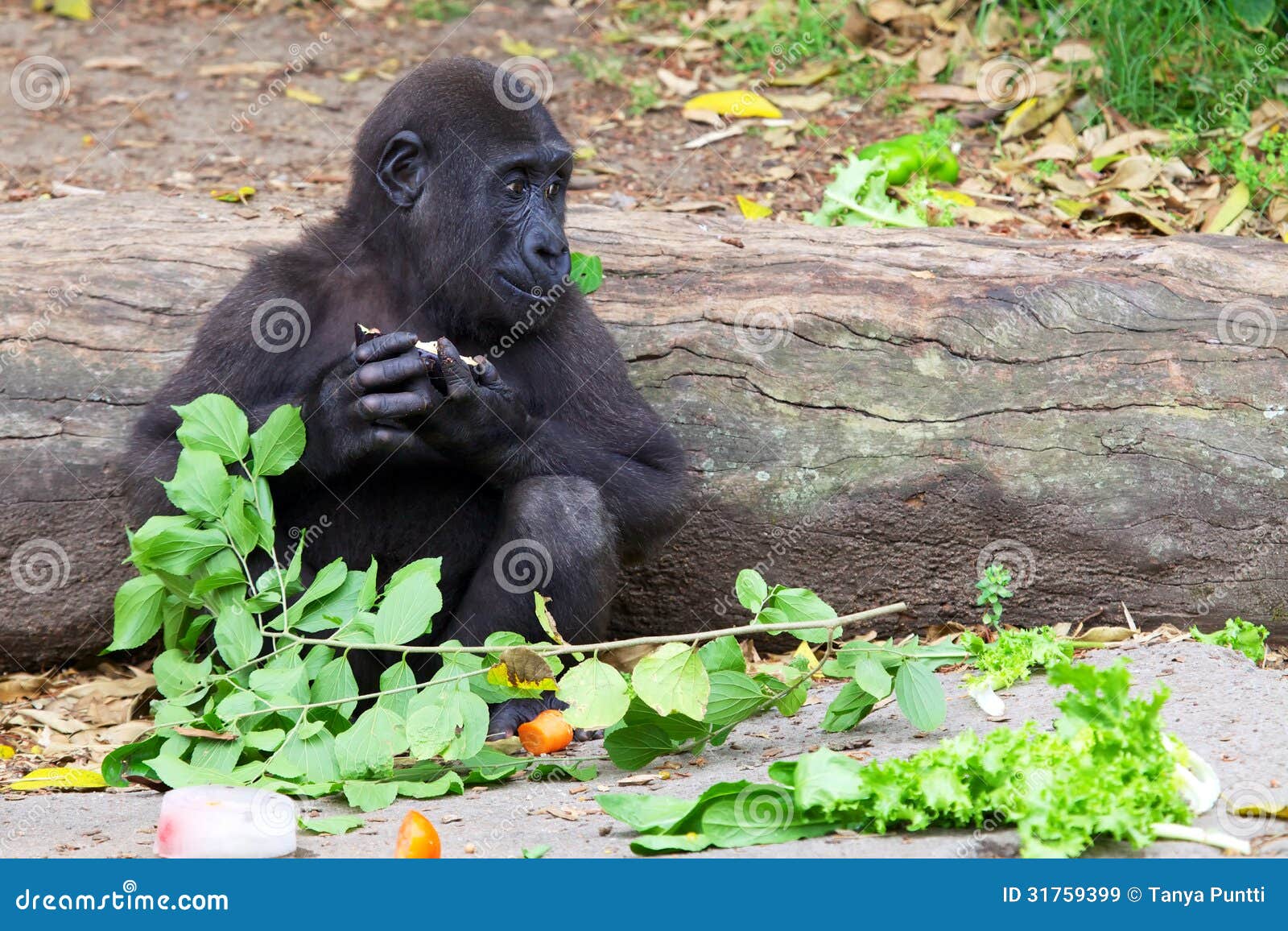 Macaco do bebê imagem de stock. Imagem de preto, selvagem - 31759399