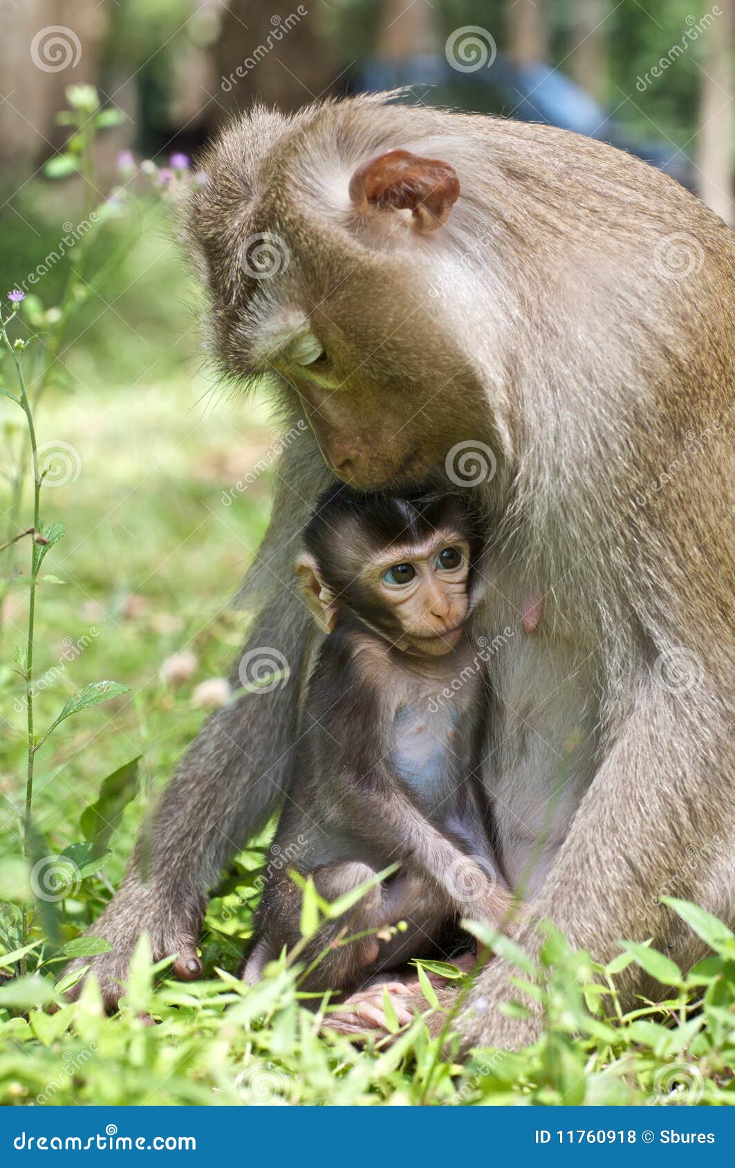 Macaco do bebê com mamã foto de stock. Imagem de exterior - 11760918