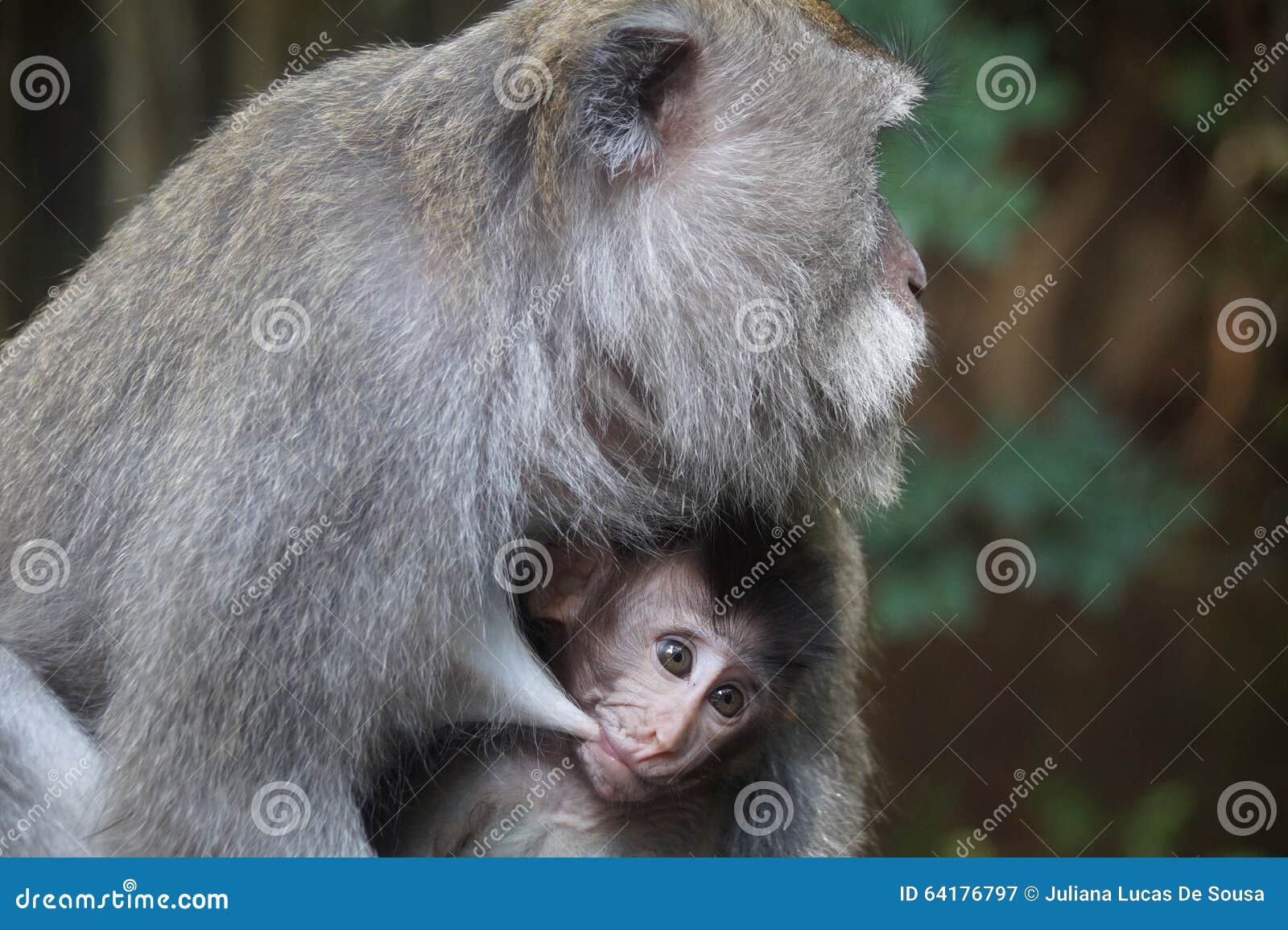 Macaco Do Bebê Da Amamentação Da Mãe Imagem de Stock - Imagem de jogar ...