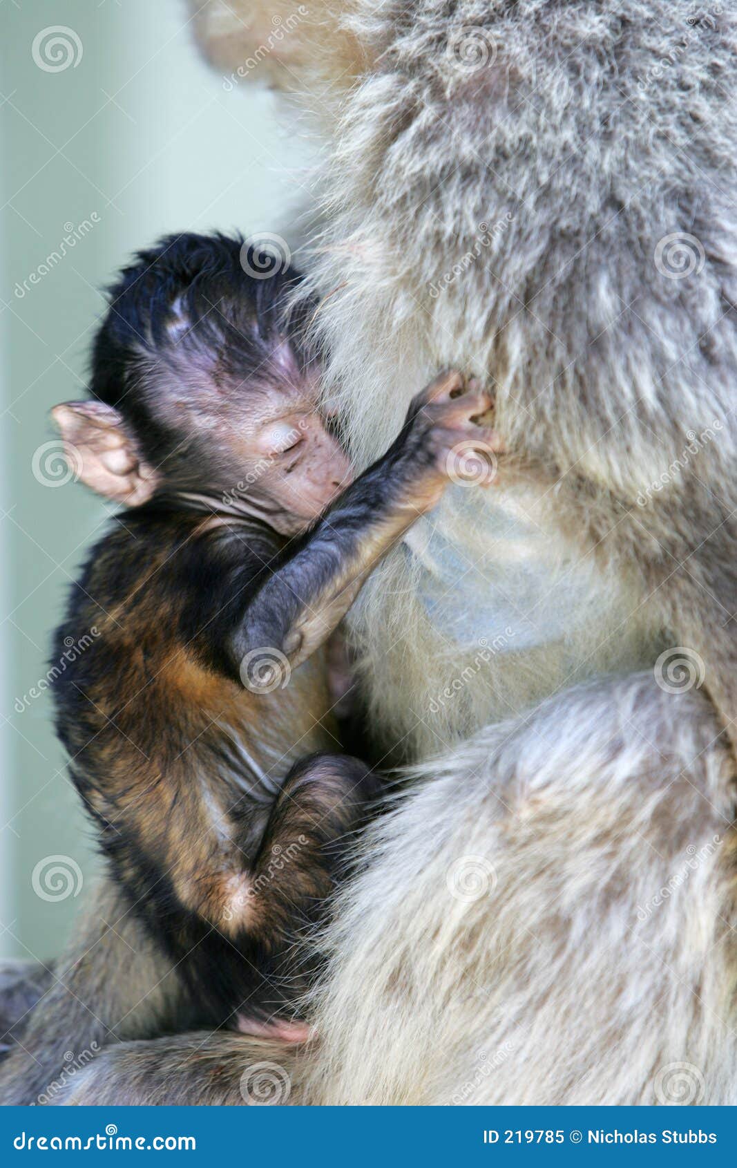 Macaco Do Bebê Que Adere-se a Sua Matriz Imagem de Stock - Imagem de ...