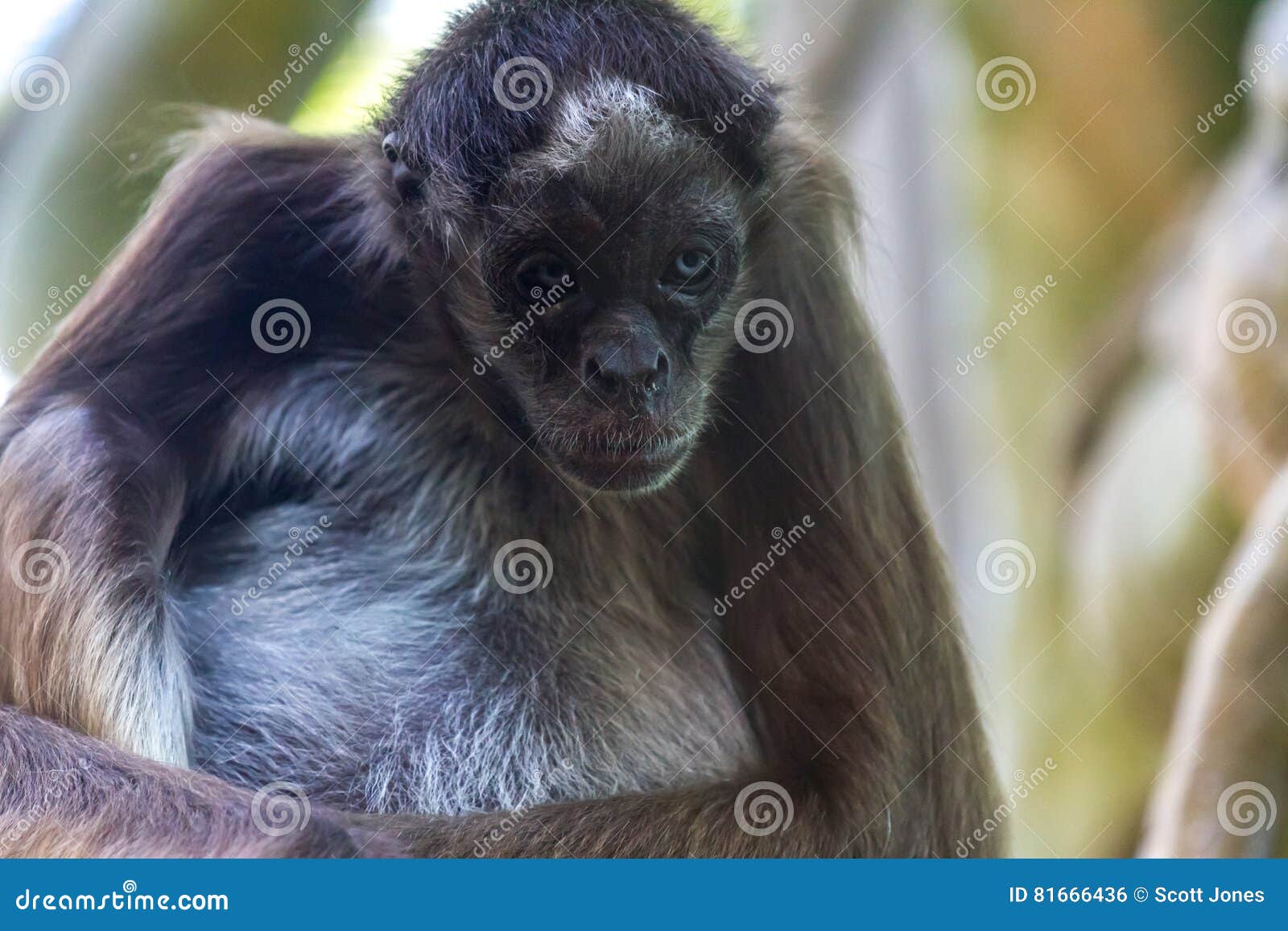 Macaco do Bonobo foto editorial. Imagem de qualidades - 81666436