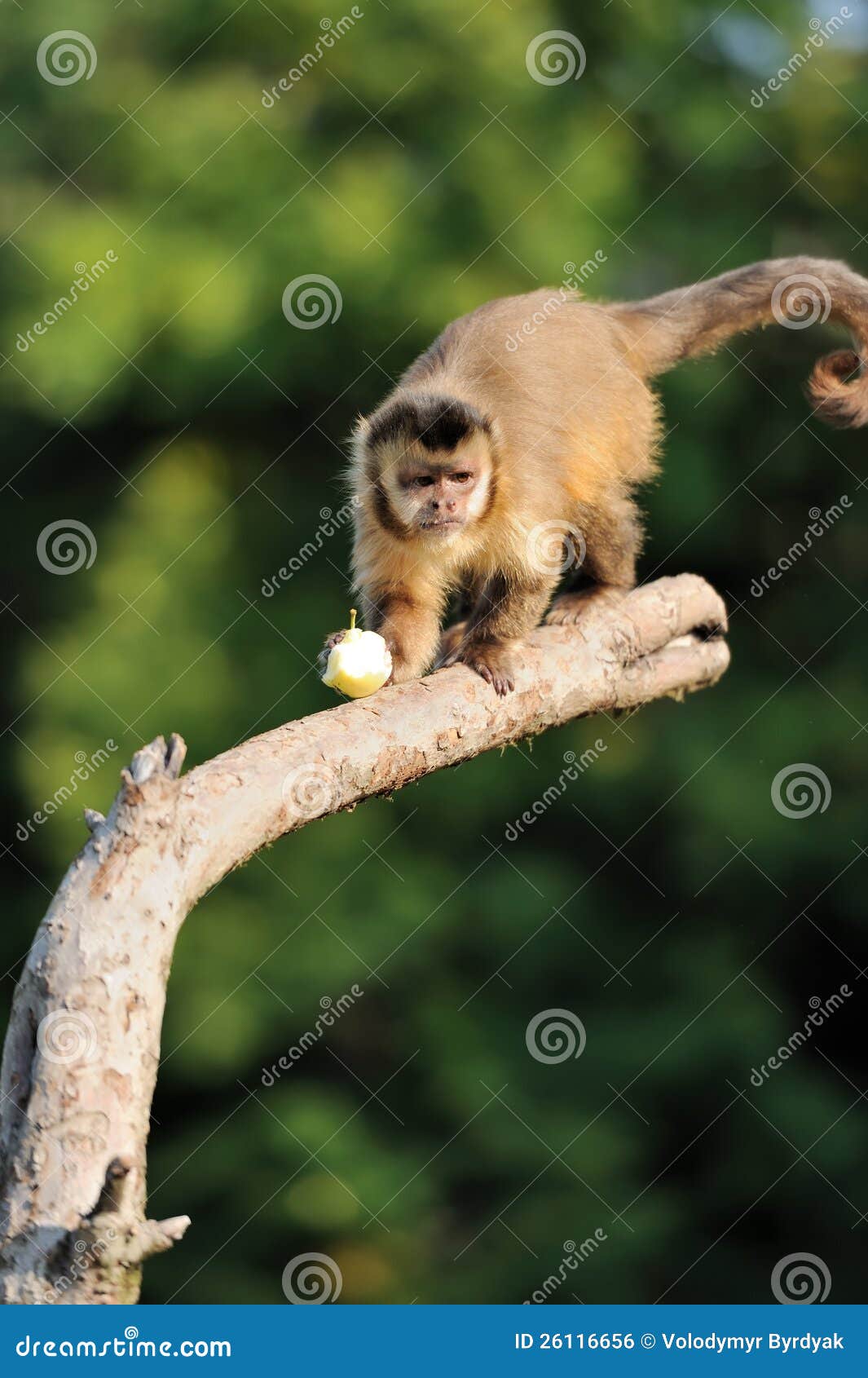 Macaco do Capuchin foto de stock. Imagem de olhar, animal - 26116656