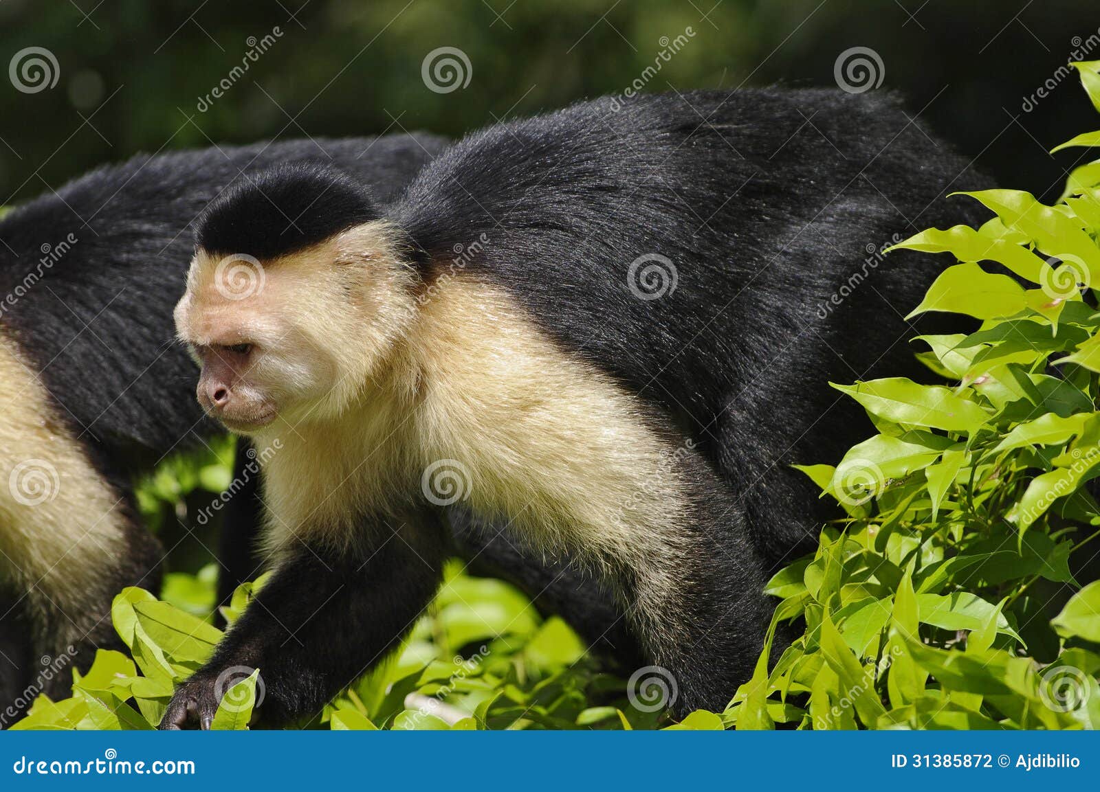Macaco do Capuchin foto de stock. Imagem de folha, tropical - 31385872