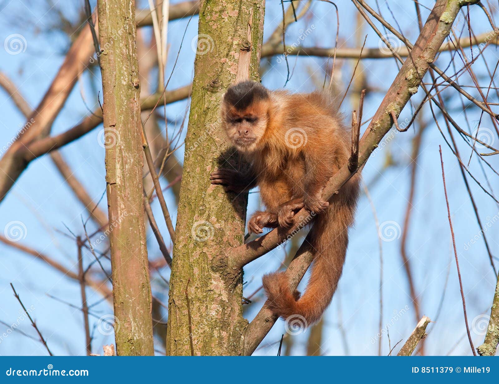 Macaco do Capuchin imagem de stock. Imagem de animal, macaco - 8511379
