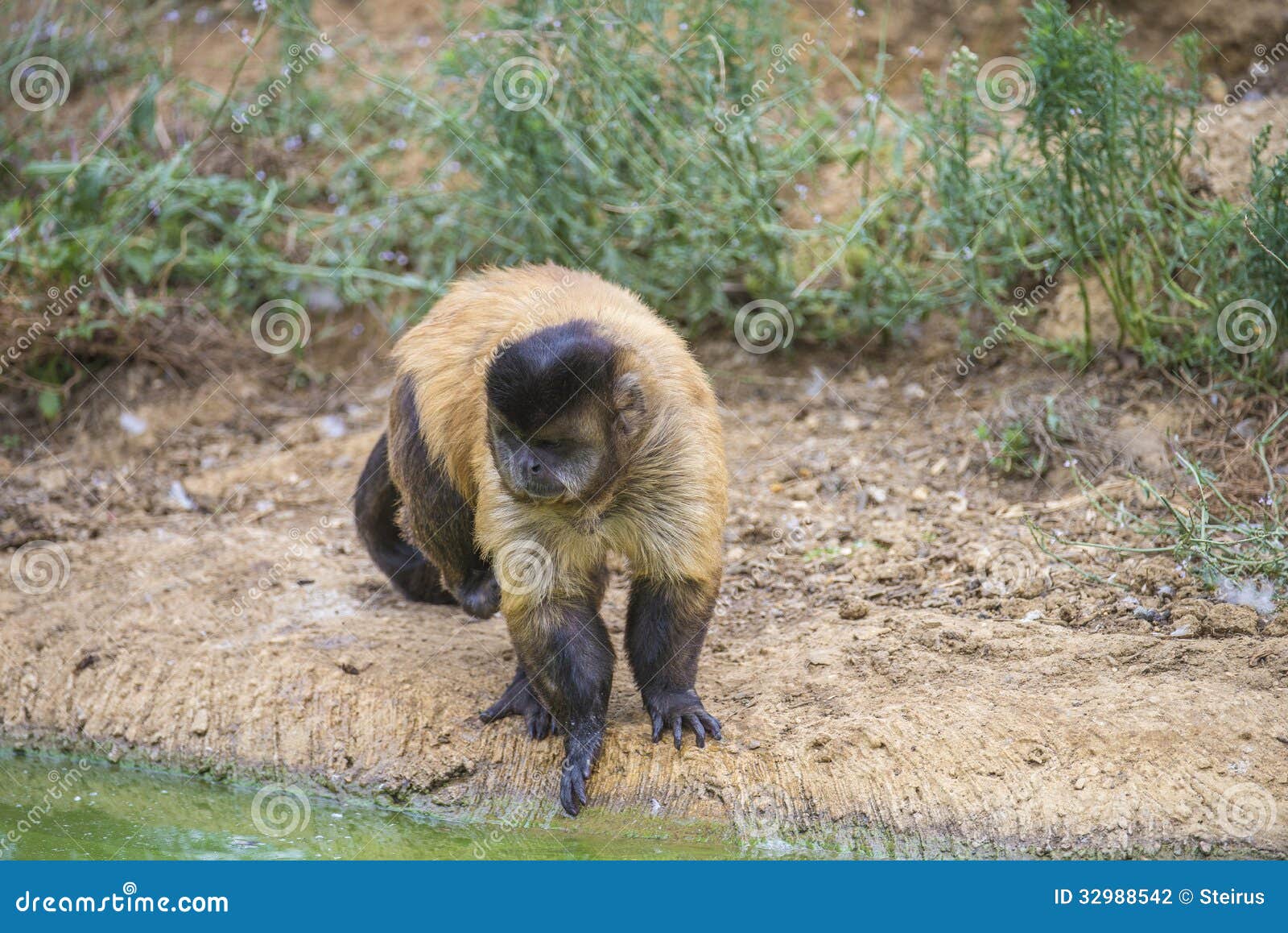 Macaco Do Capuchin, Capucinus Do Cebus Foto de Stock - Imagem de pele ...