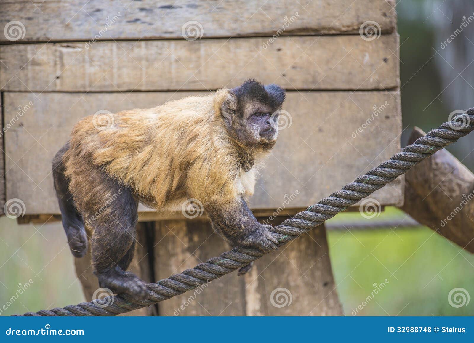 Macaco Do Capuchin, Capucinus Do Cebus Foto de Stock - Imagem de fauna ...