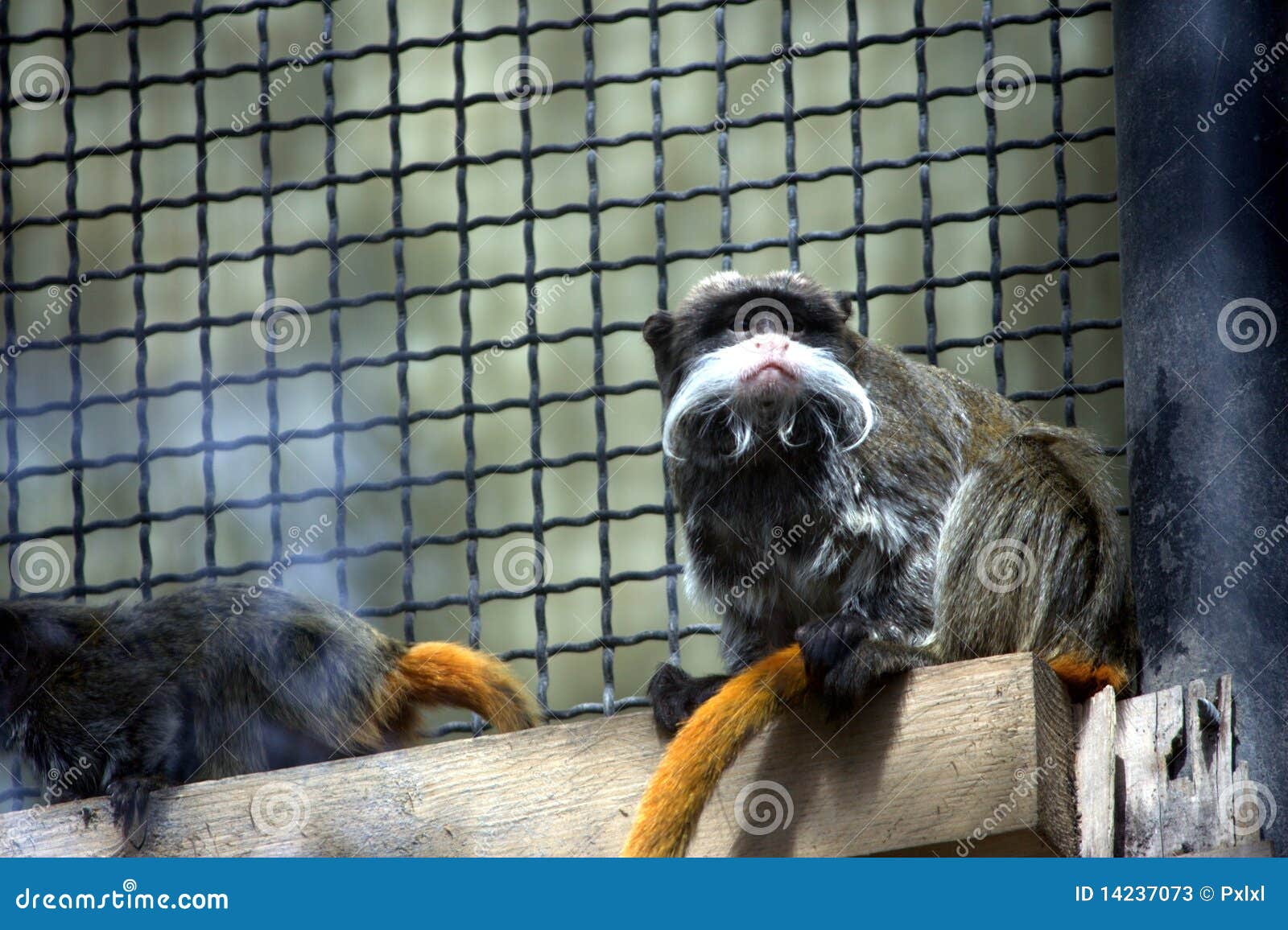 Macaco Do Imperator De Sanguinus Imagem de Stock - Imagem de macaco ...