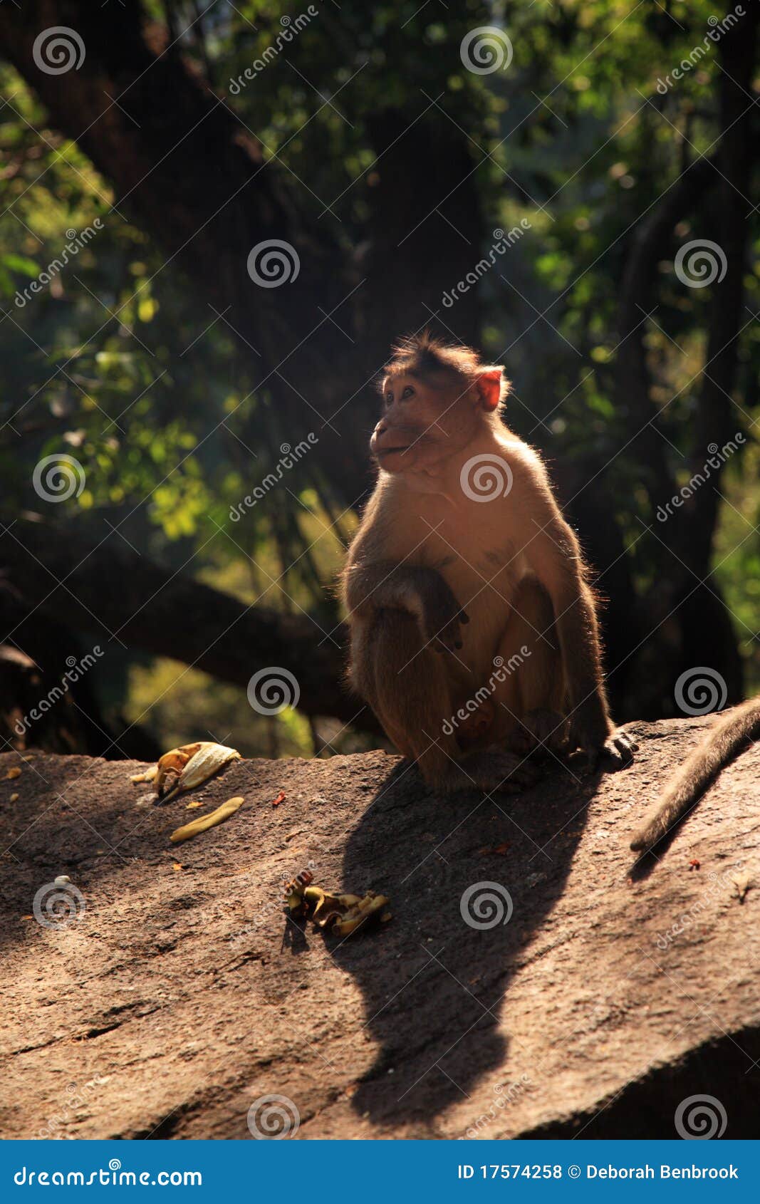 Macaco Do Langur, Goa, India Foto de Stock - Imagem de animal, banana ...