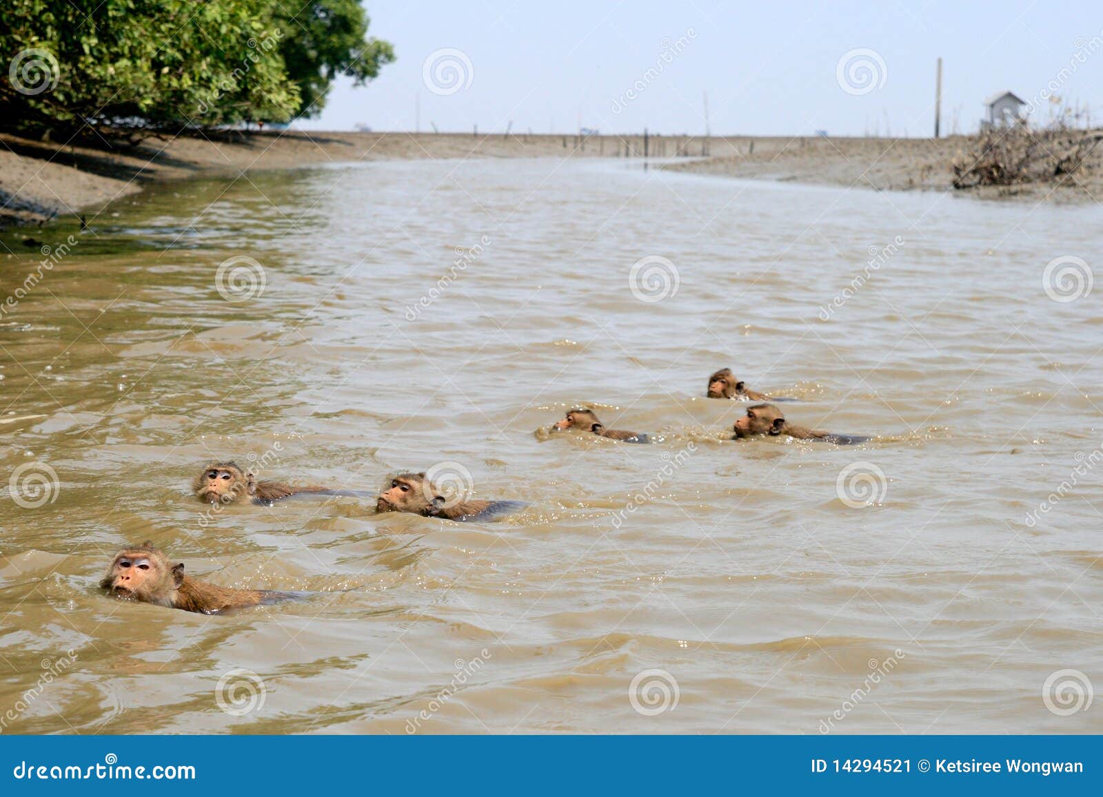 Macaco do mar imagem de stock. Imagem de nadada, tailandês - 14294521