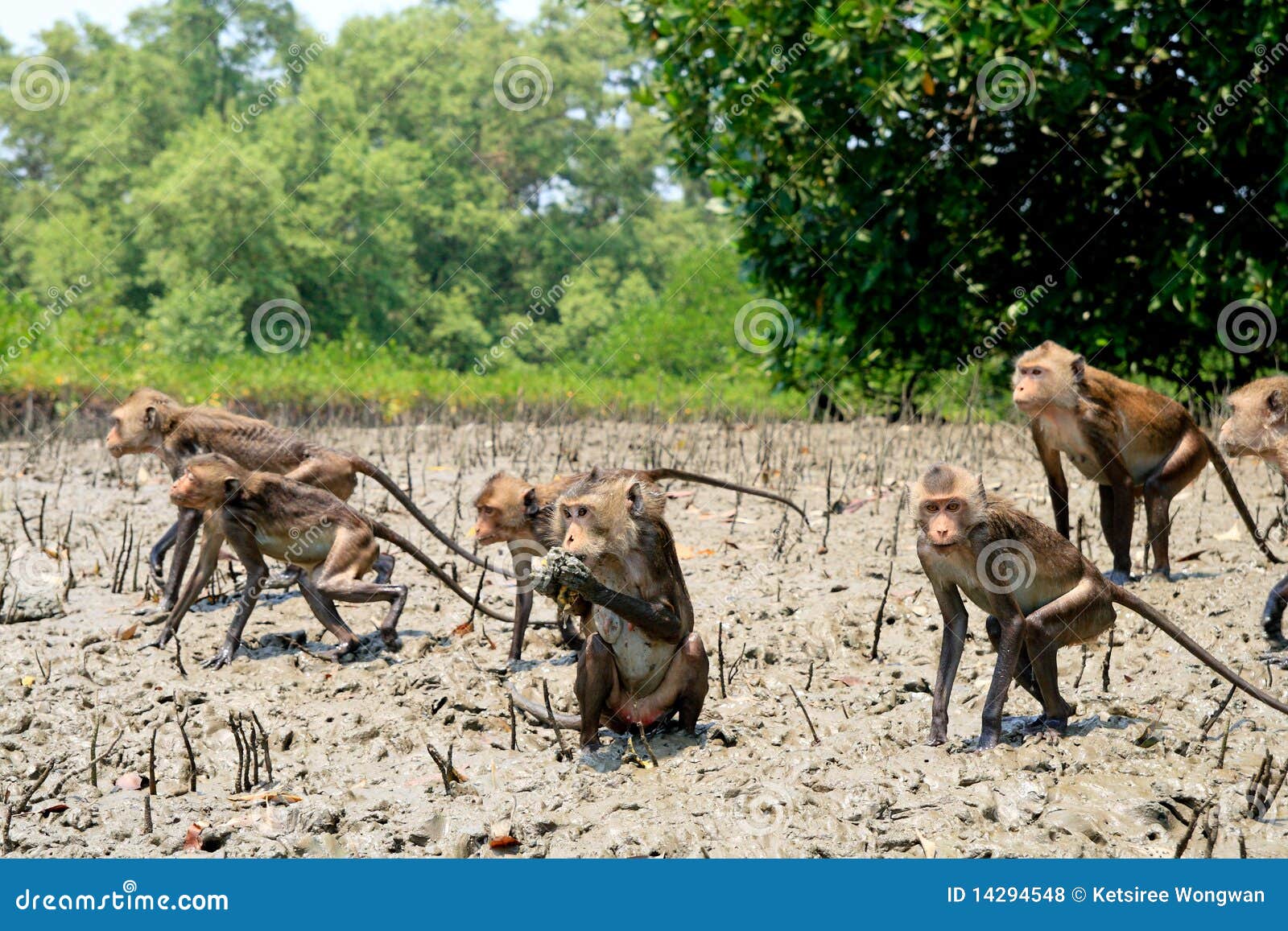 Macaco do mar foto de stock. Imagem de animal, caranguejo - 14294548