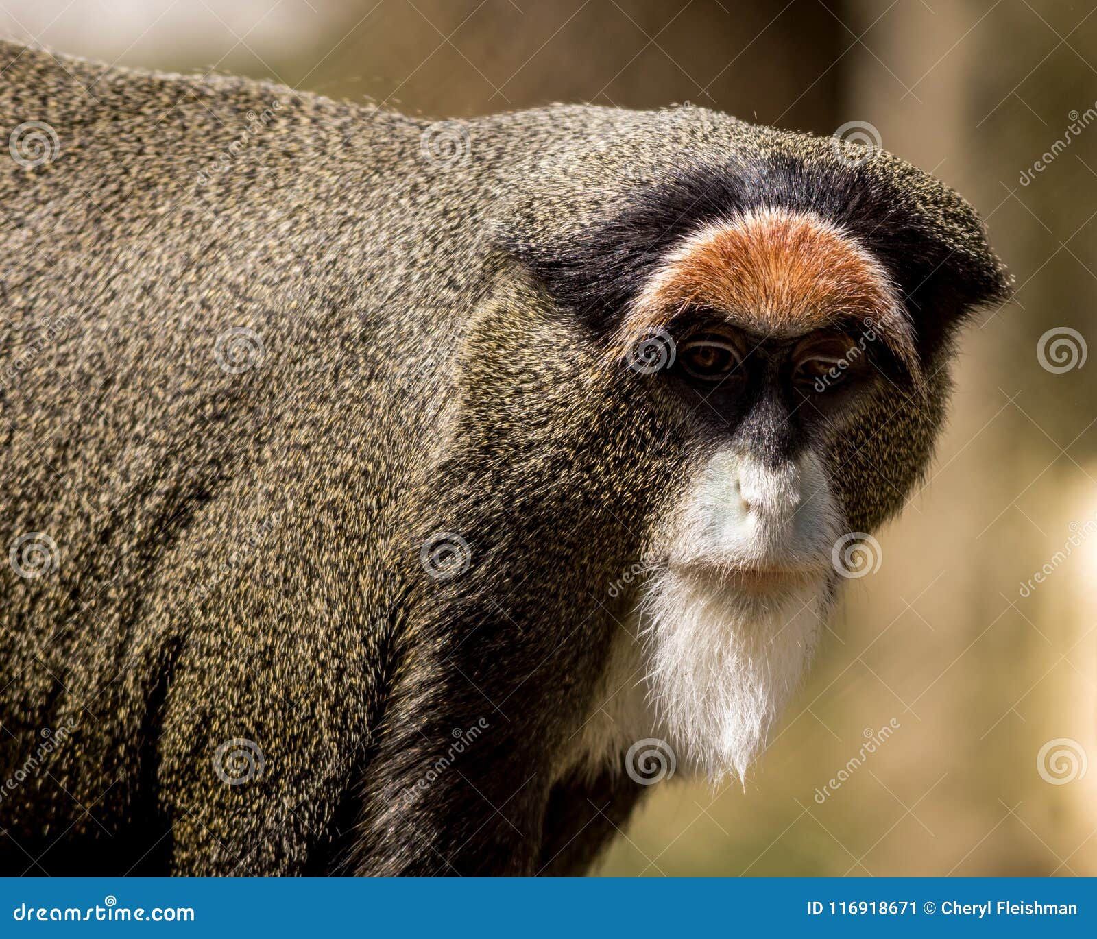 Macaco Do ` S De De Brazza Com Um Olho Em Mal Estado, Retrato Foto ...