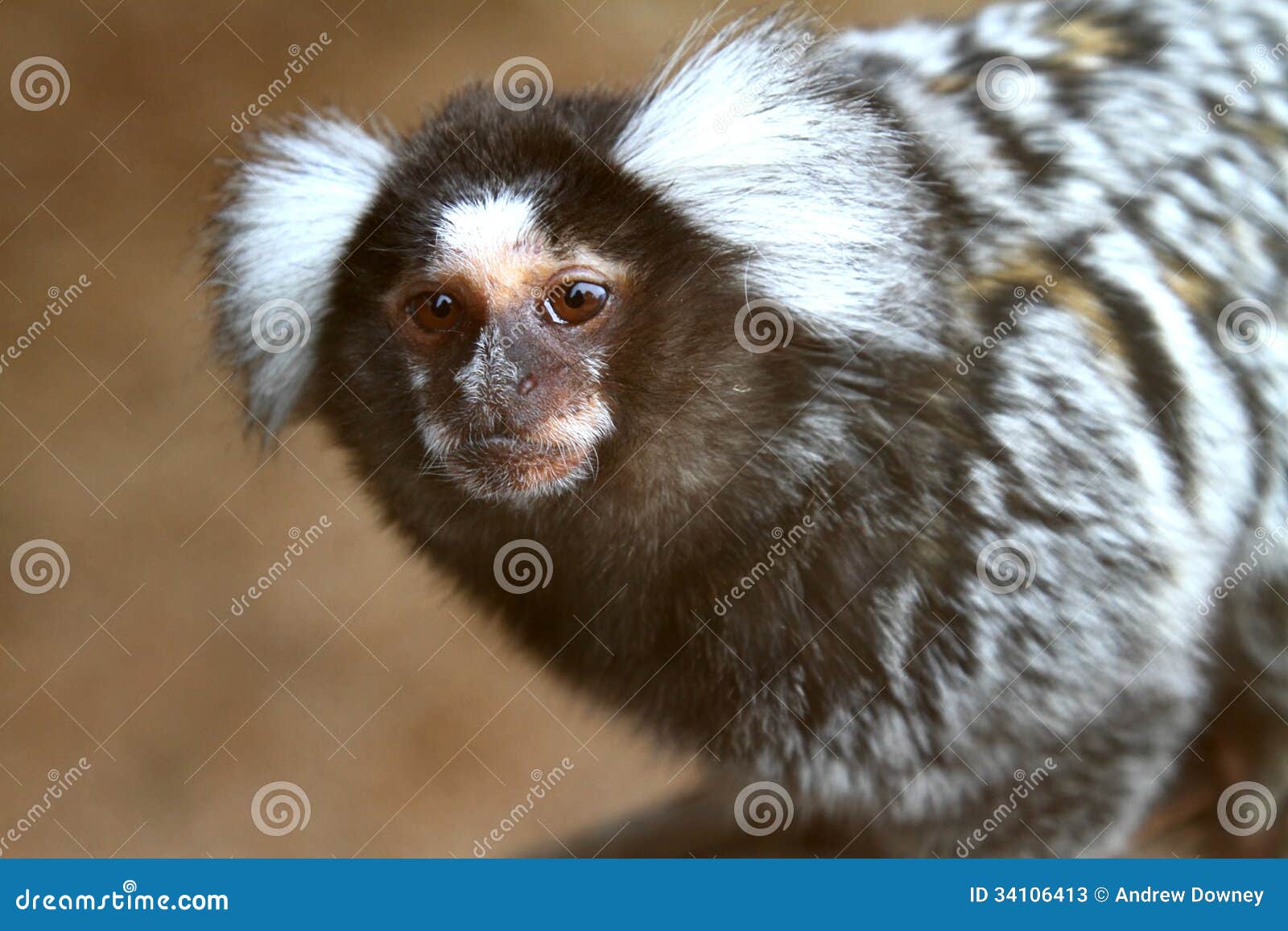 Macaco do sagui imagem de stock. Imagem de criatura, estranho - 34106413