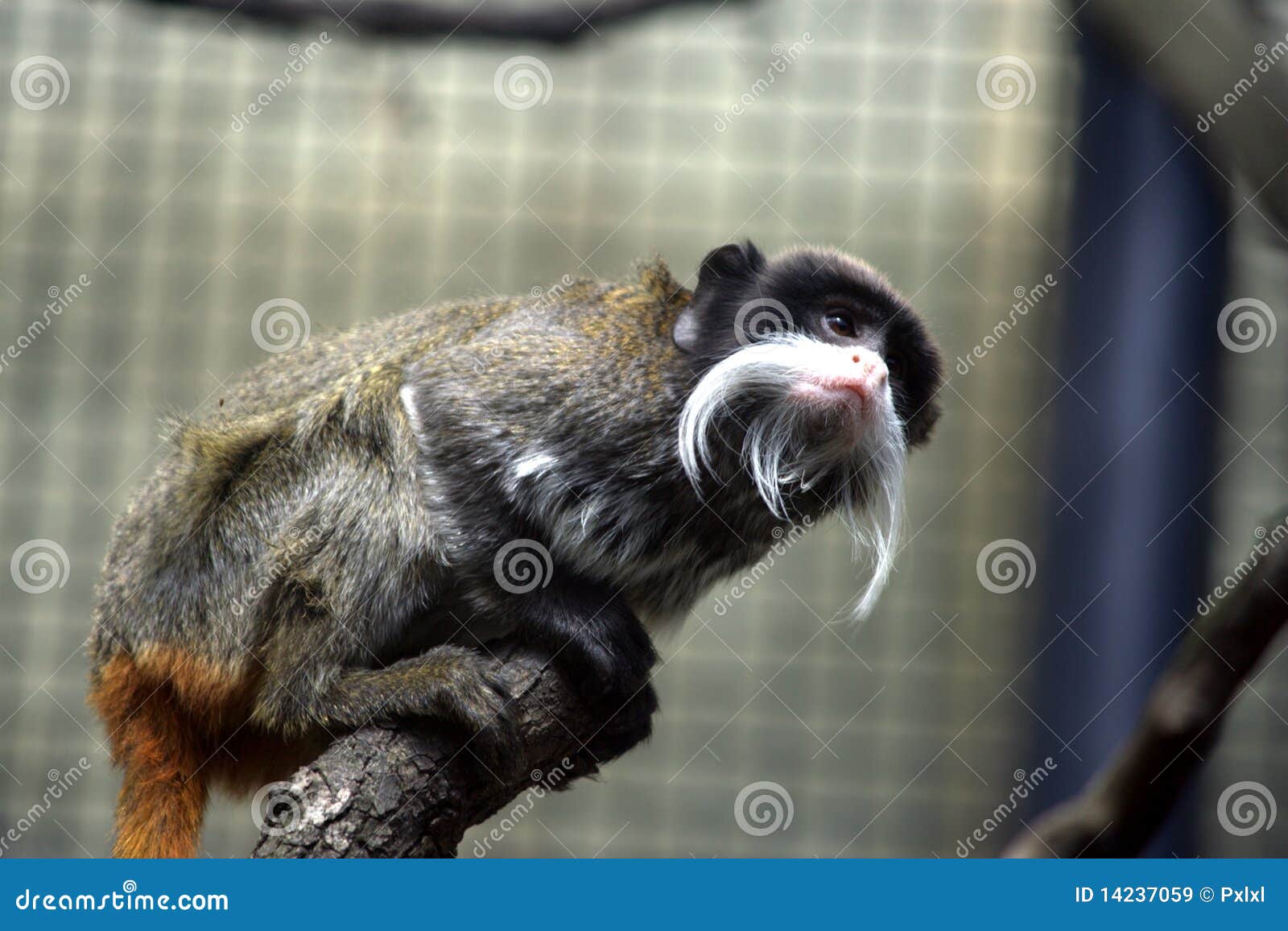 Macaco Do Tamarin Do Imperador Imagem de Stock - Imagem de fruta ...