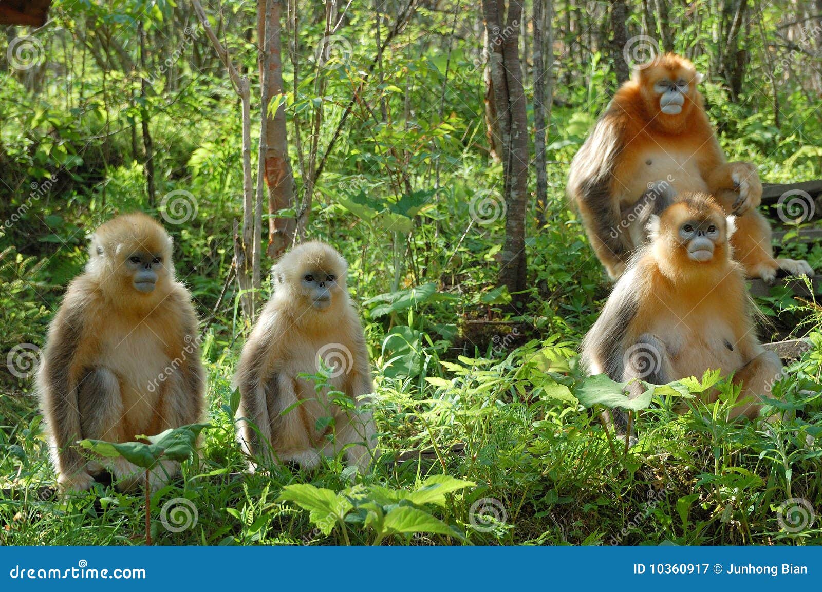 Macaco dourado imagem de stock. Imagem de wildlife, assento - 10360917