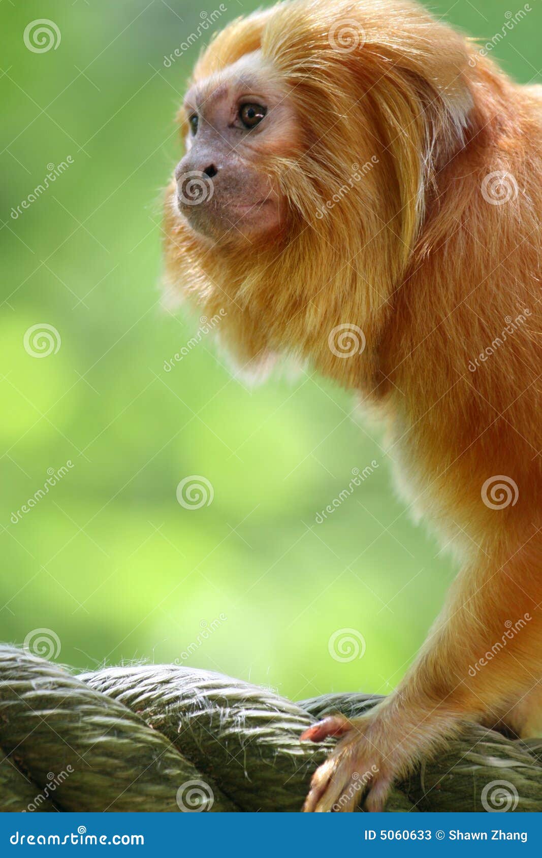 Macaco dourado imagem de stock. Imagem de criatura, raro - 5060633