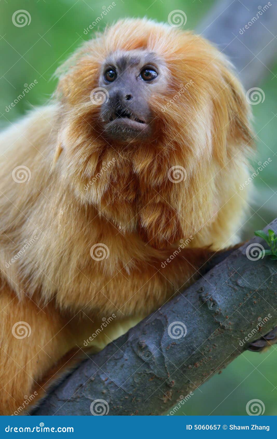 Macaco dourado imagem de stock. Imagem de animal, primata - 5060657