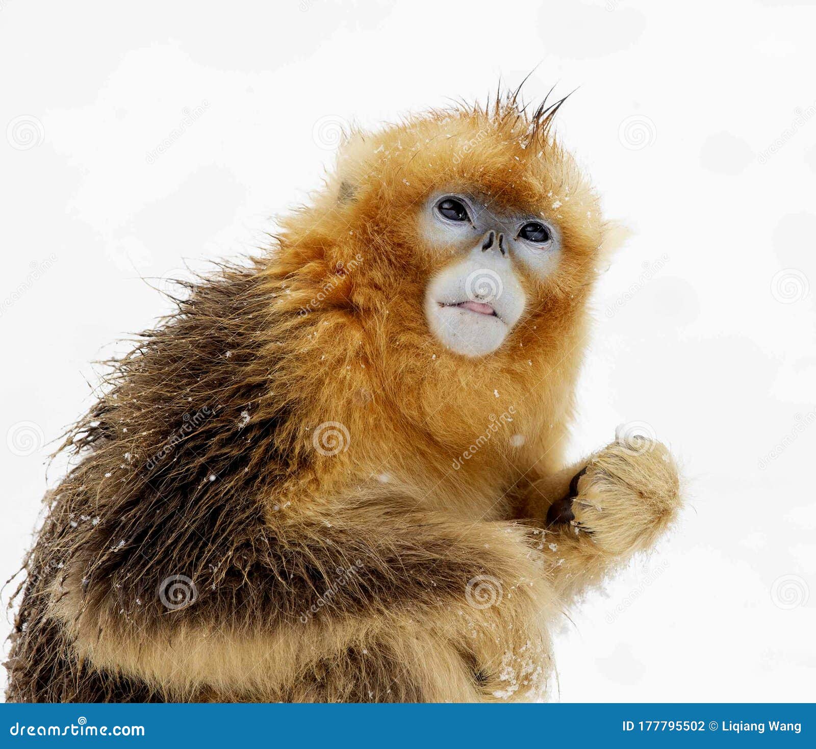 Macaco dourado foto de stock. Imagem de forragem, dourado - 177795502