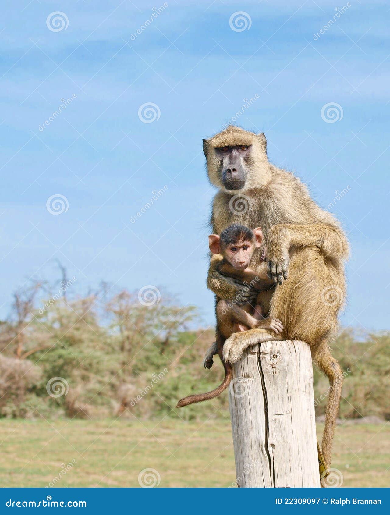 Macaco e bebê de Vervet imagem de stock. Imagem de verde - 22309097