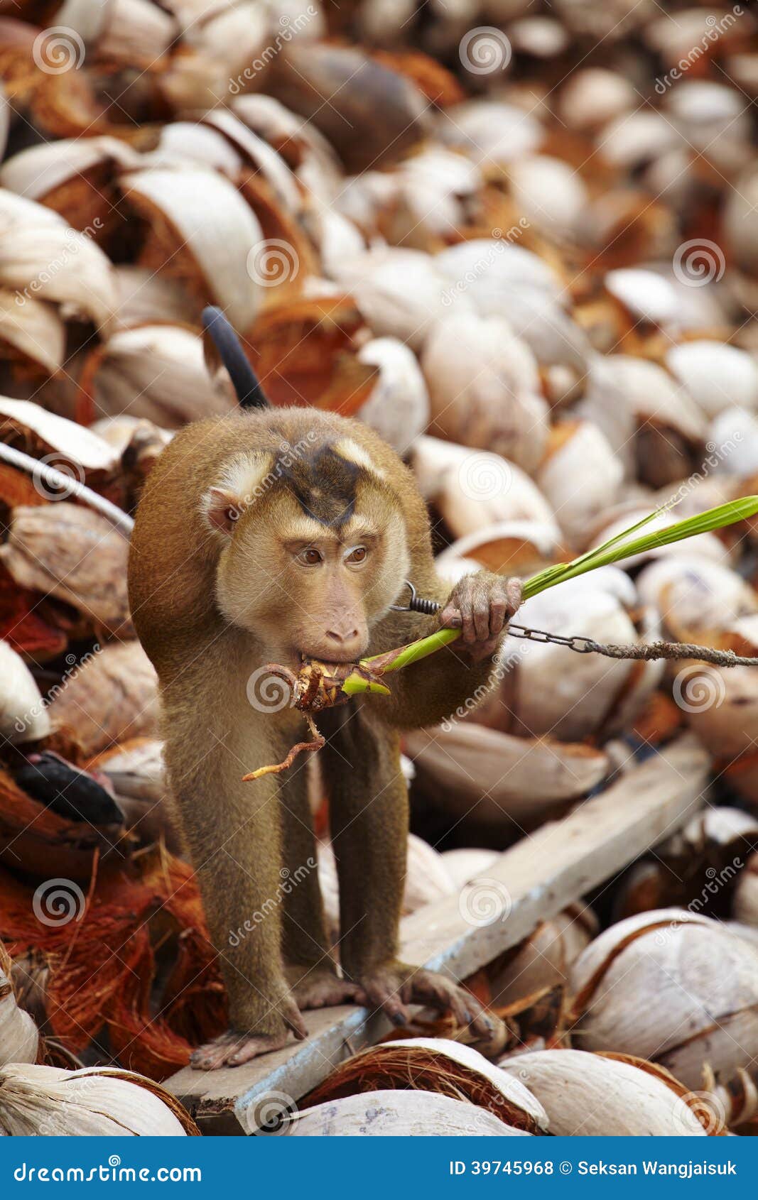Macaco e coco de Brown foto de stock. Imagem de fibra - 39745968