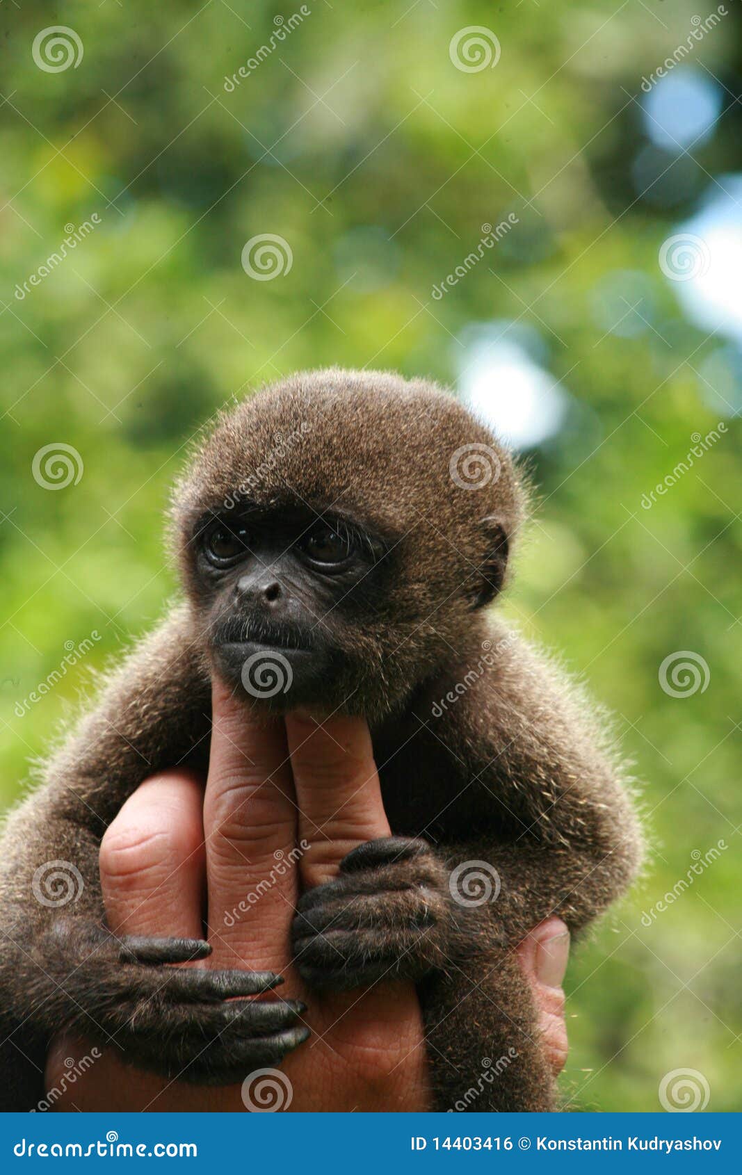 Macaco Dedo Do Meio - FDPLEARN