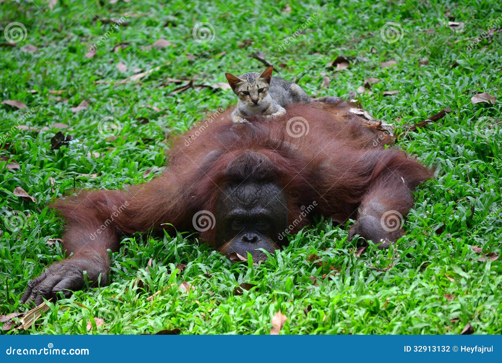 Macaco E Gato Que Jogam Junto Foto de Stock - Imagem de vertebrado ...