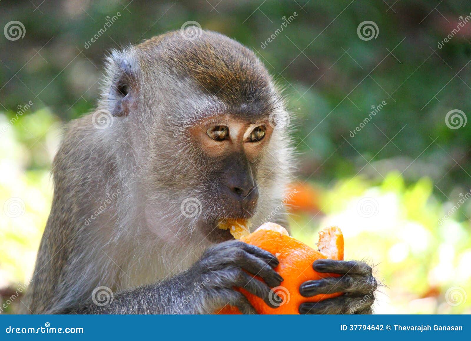 Macaco e laranja foto de stock. Imagem de macacos, alaranjado - 37794642