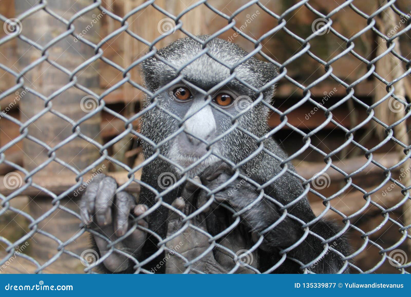 Macaco Em Jawa Timur Park 2 Imagem de Stock - Imagem de macaco, macacos ... Macaco Em Jawa Timur Park 2 Imagem de Stock - Imagem de macaco, macacos ...