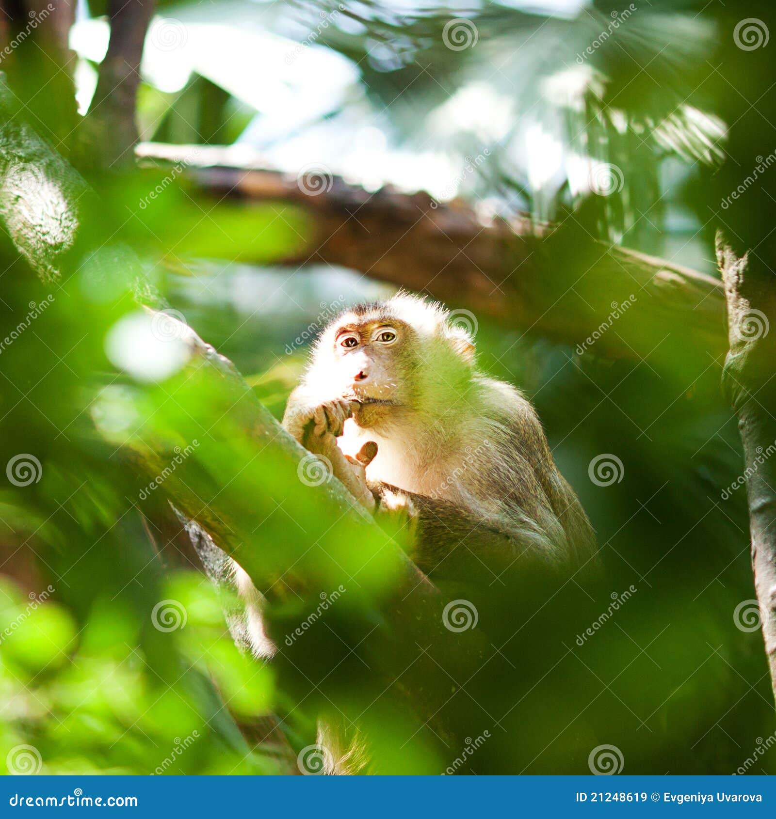 Macaco em um arbusto verde imagem de stock. Imagem de pequeno - 21248619
