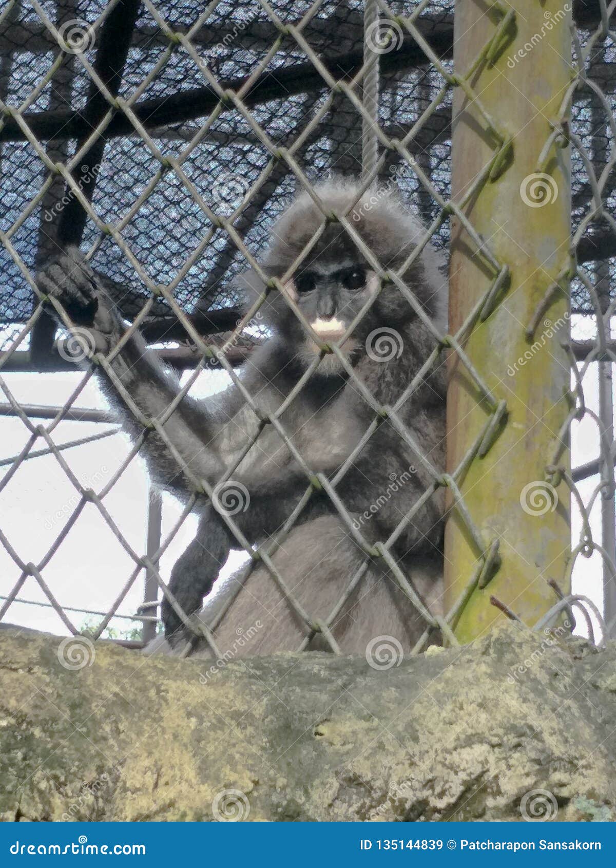 Macaco Em Um Jardim Zoológico Imagem de Stock - Imagem de jardim ...