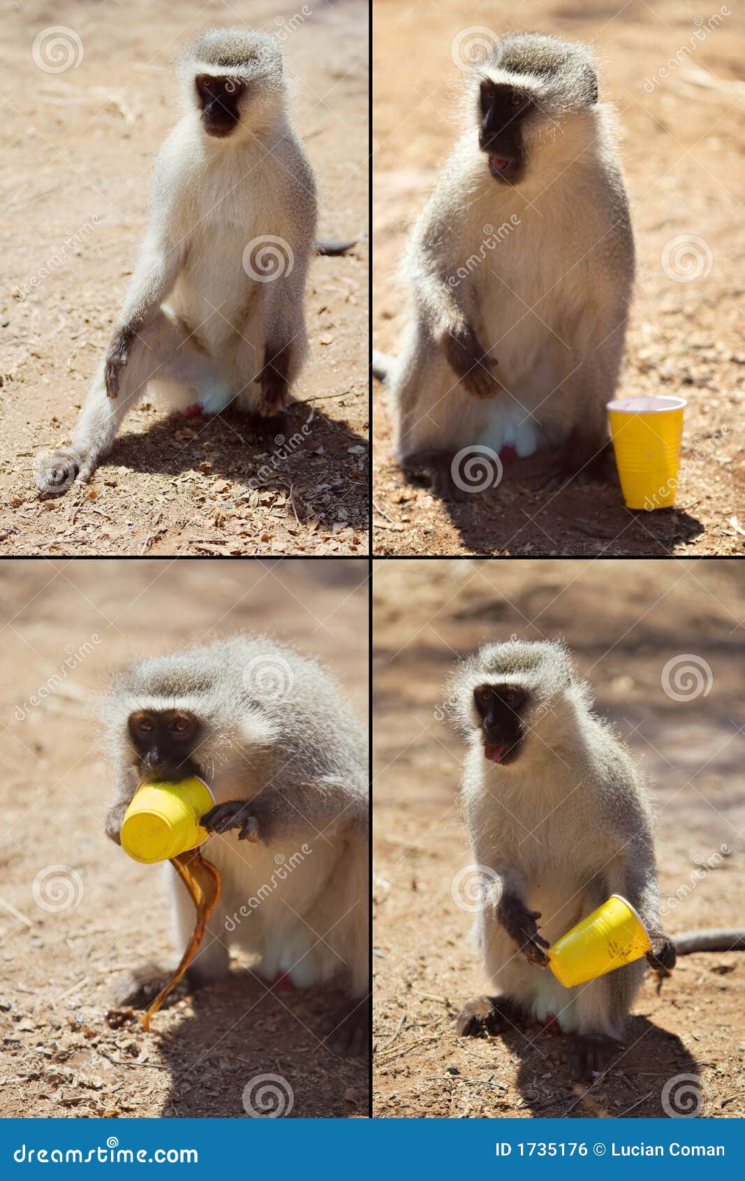 Macaco engraçado foto de stock. Imagem de cinzento, punho - 1735176