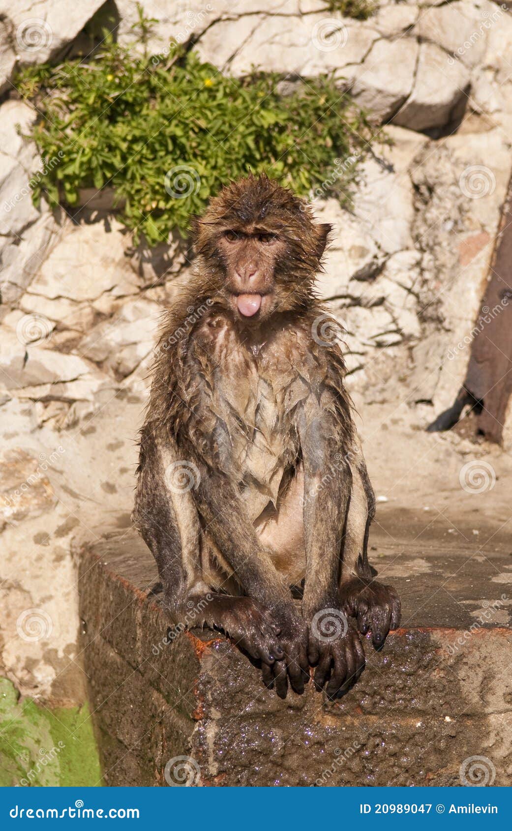 Macaco engraçado imagem de stock. Imagem de alto, limpar - 20989047