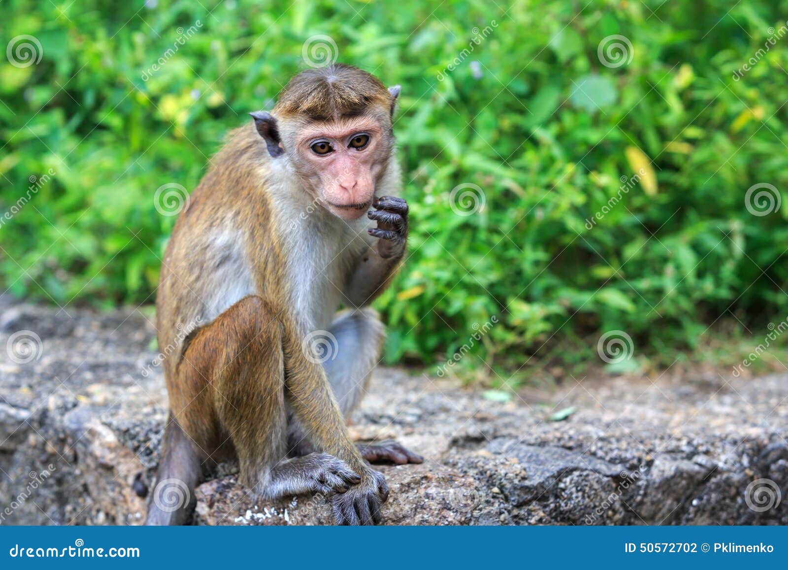 Macaco engraçado foto de stock. Imagem de pedra, primata - 50572702