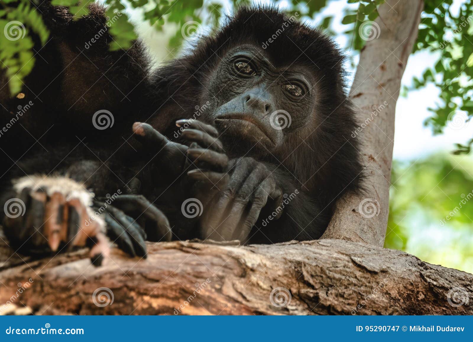 Macaco Envolvido Dourado Do Urro Imagem de Stock - Imagem de natureza ...