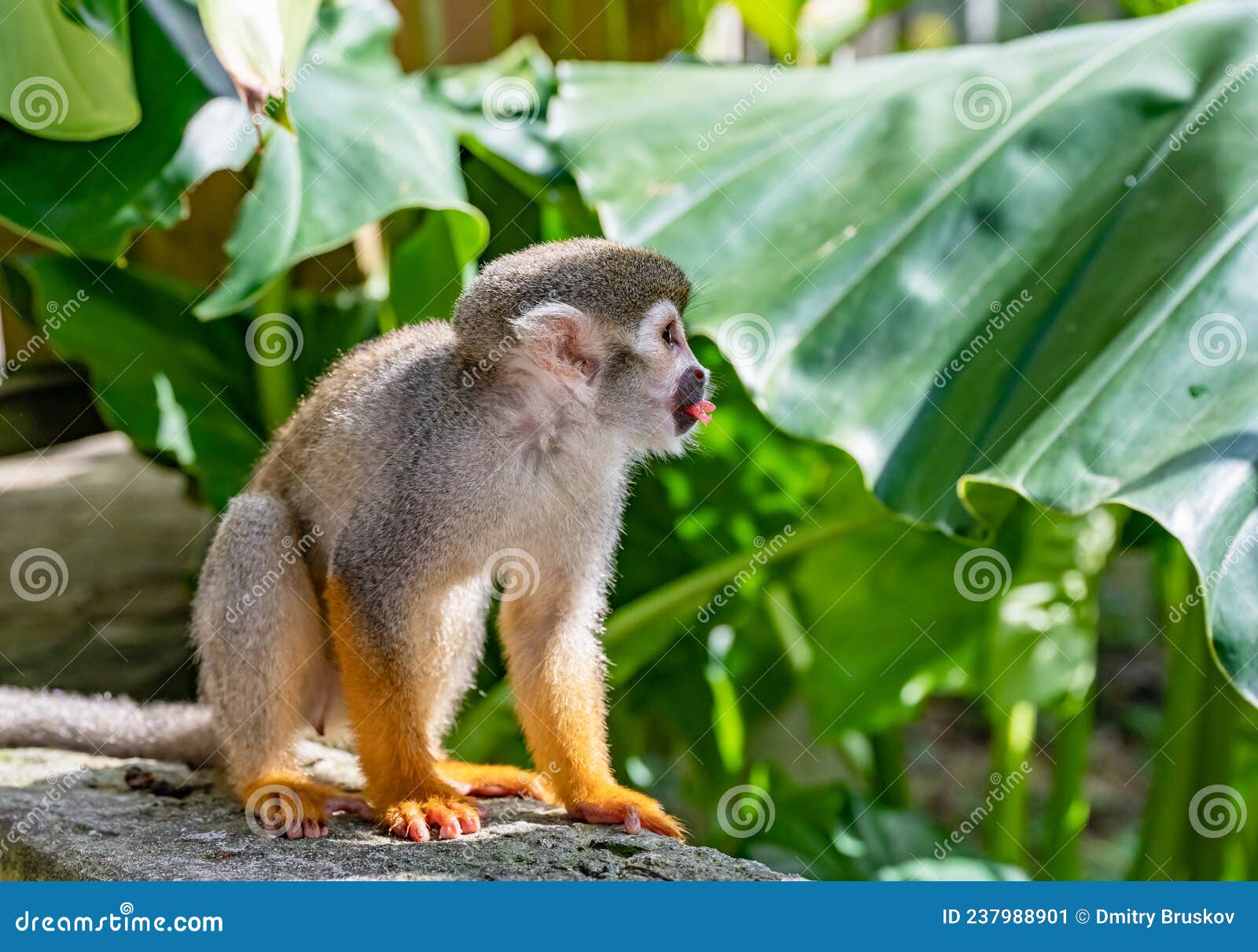 Macaco esquilo no parque imagem de stock. Imagem de cauda - 237988901