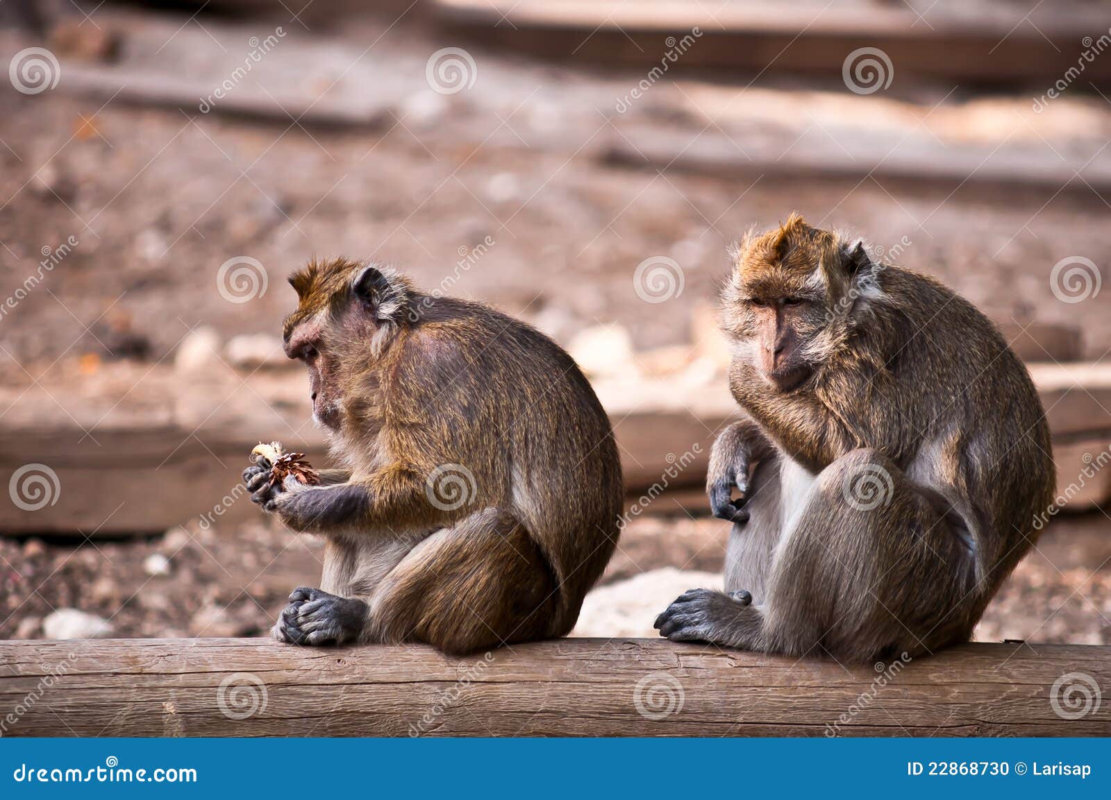 Macaco (fascicularis Do Macaca). Foto de Stock - Imagem de cauda ...