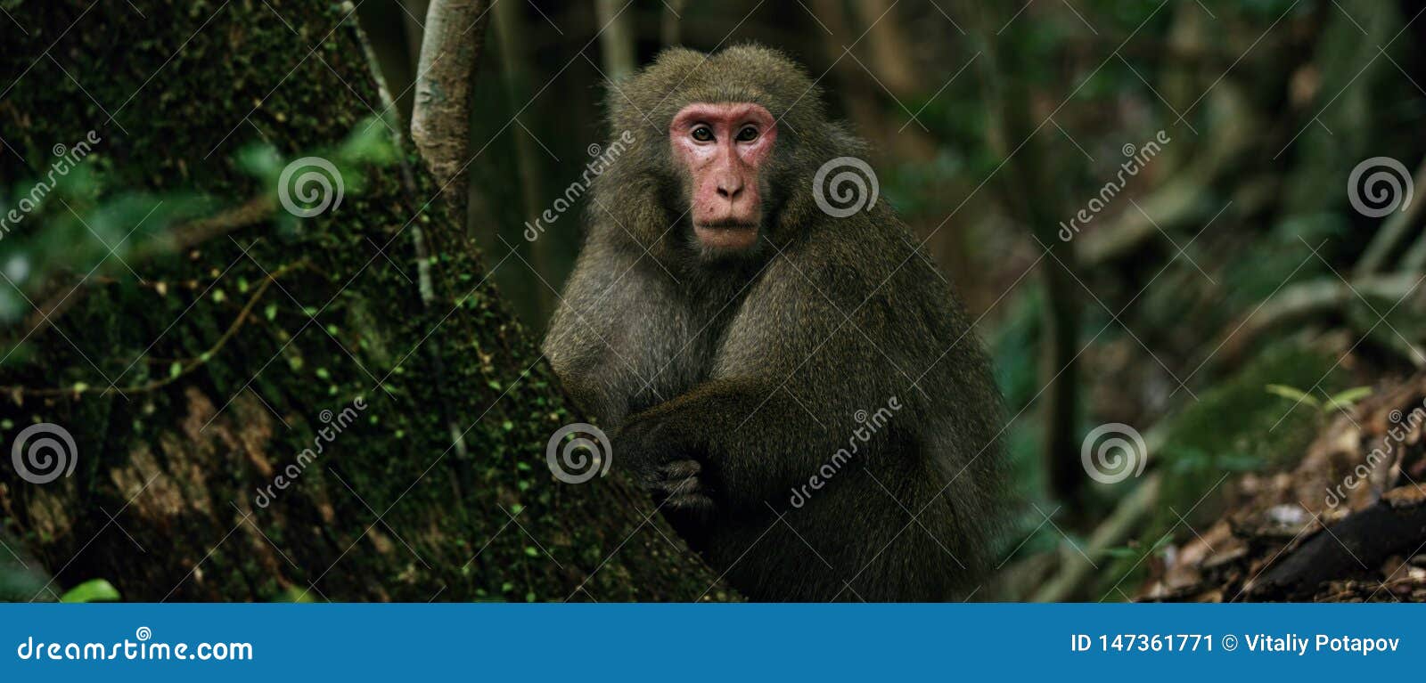 Macaco Giapponese Della Scimmia Immagine Stock - Immagine di marrone ...