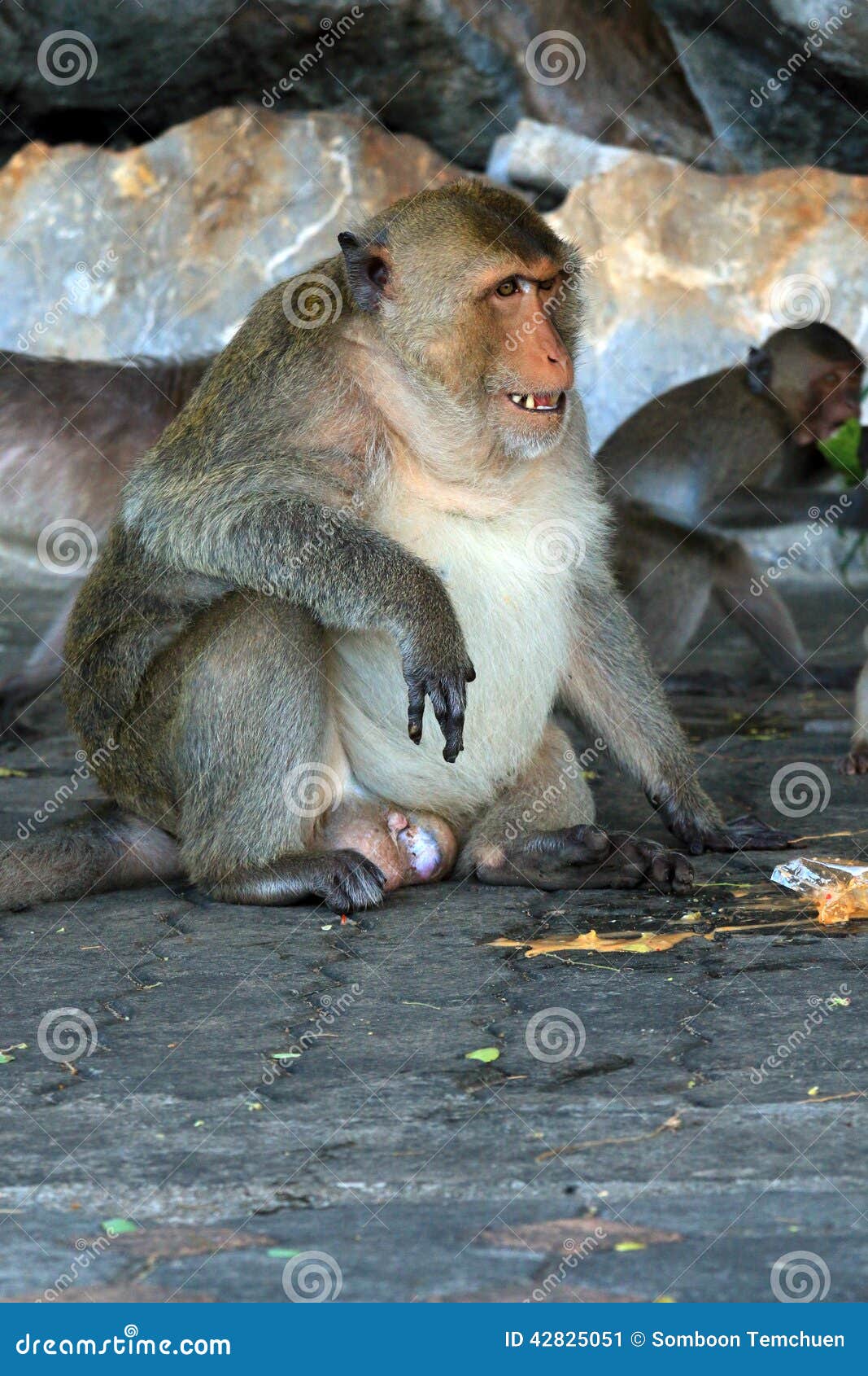 Macaco gordo imagem de stock. Imagem de lindo, central - 42825051