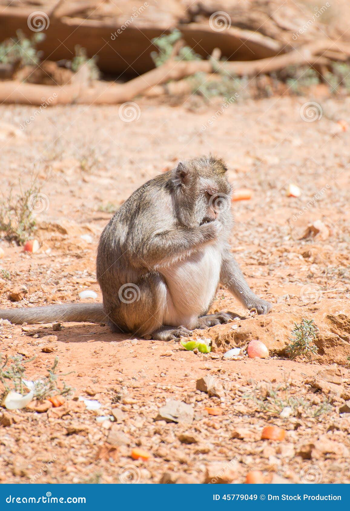 imagens de stock Macaco Gordo - Baixe 624 Royalty Free