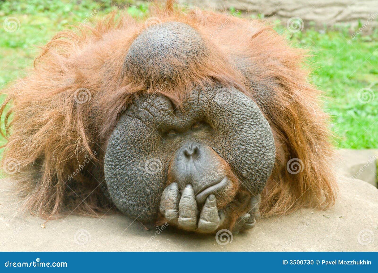 Macaco grande foto de stock. Imagem de furado, cara, habitante - 3500730