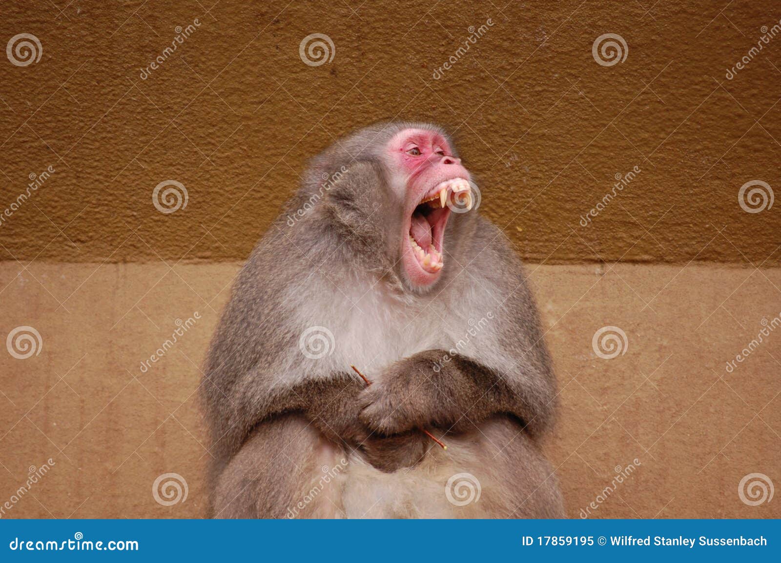 Macaco gritando imagem de stock. Imagem de aberto, largamente - 17859195