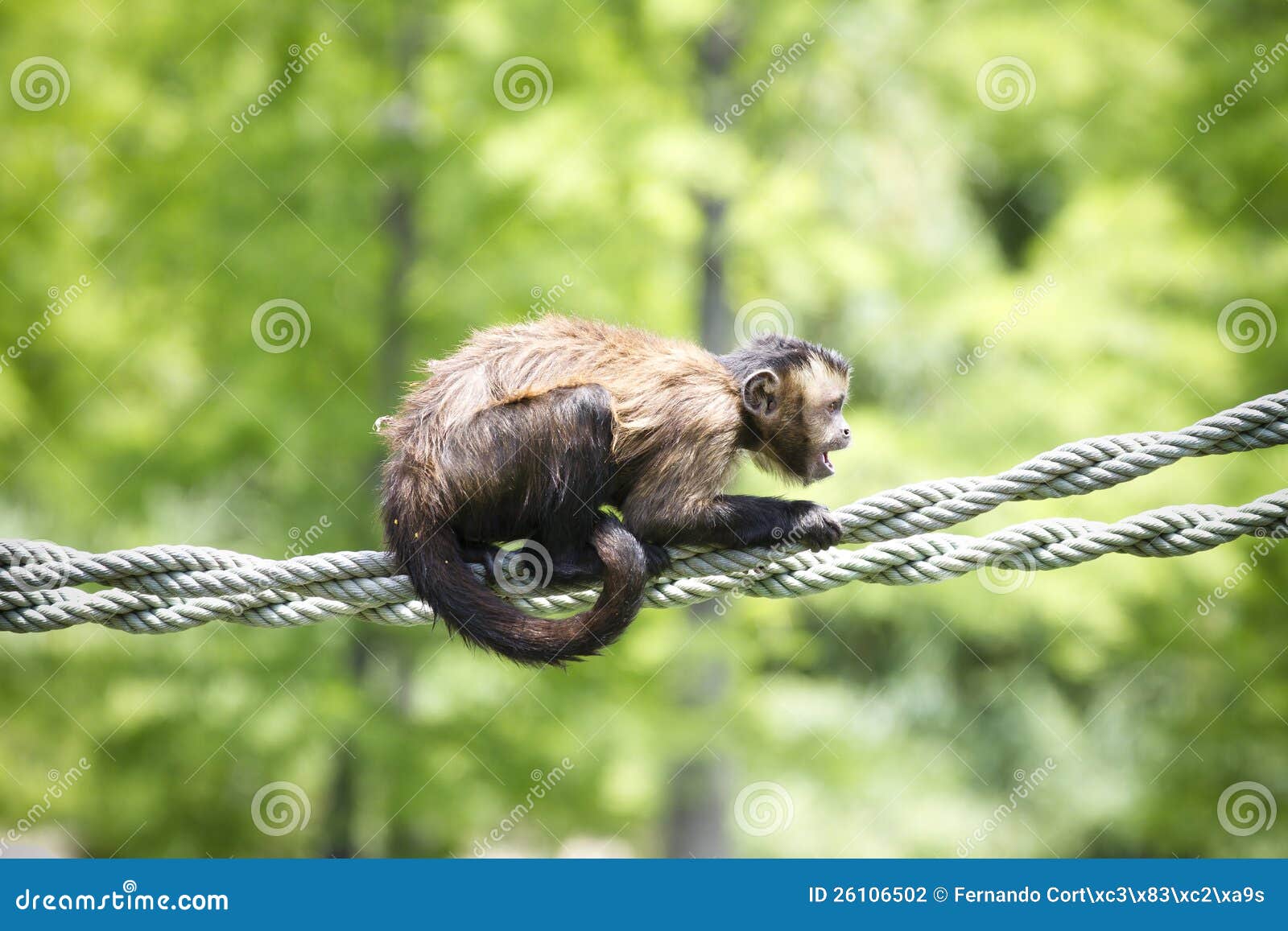 Macaco Gritando Em Uma Corda Foto de Stock - Imagem de boca, criatura ...