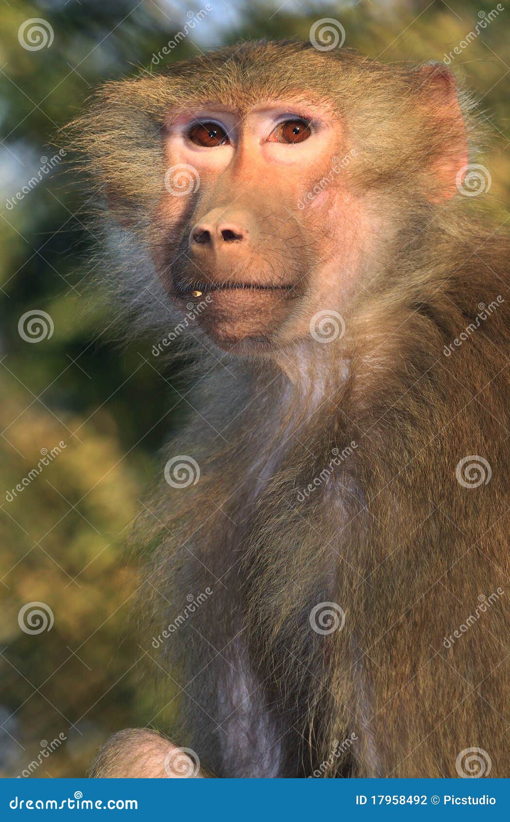 Macaco Himalayan foto de stock. Imagem de macho, macaco - 17958492