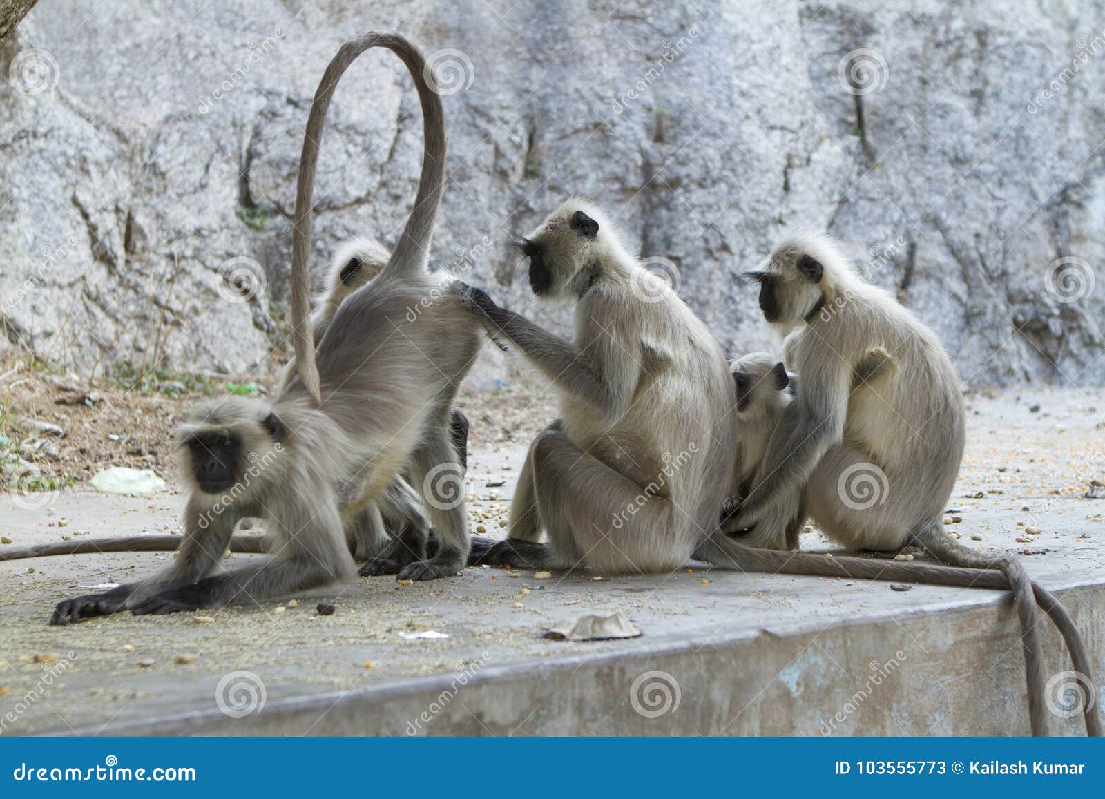 Macaco indiano imagem de stock. Imagem de primata, pequeno - 103555773