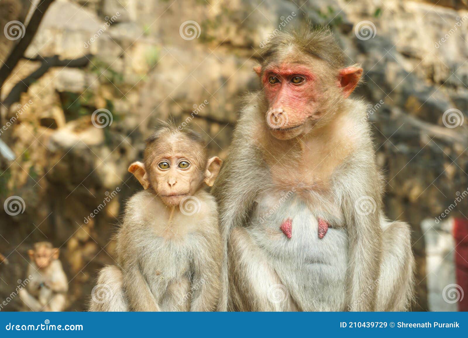 Macaco Indio Sentado Sobre Bloque De Cemento Imagen de archivo - Imagen ...
