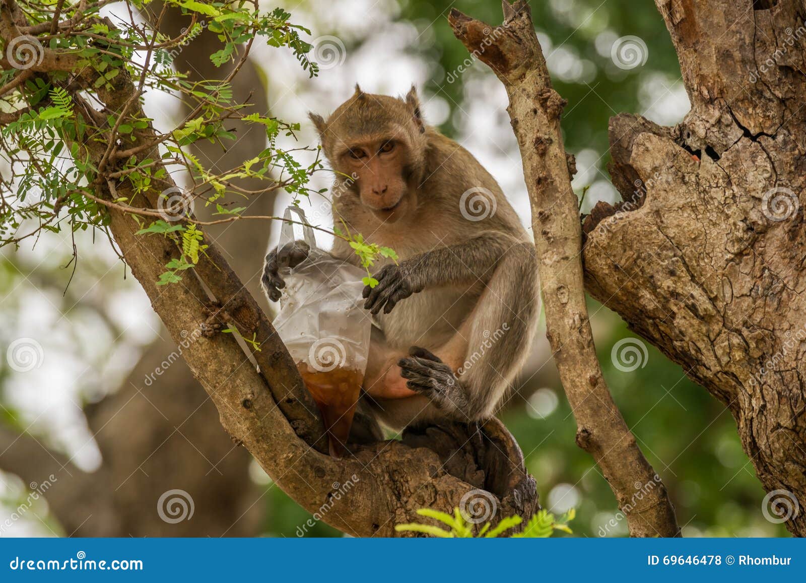 Macaco Inteligente Apenas Vestido Com Robe Uma Bebida Foto de Stock ...