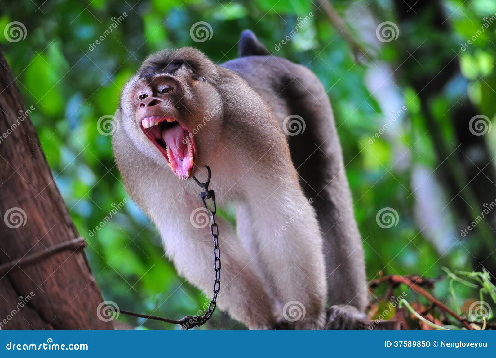 Macaco irritado foto de stock. Imagem de juvenil, limpo - 37589850