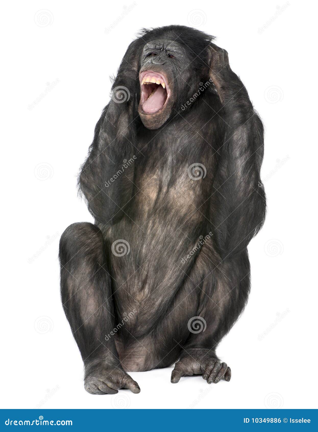 Macaco Louco Que Grita Imagem de Stock Royalty Free - Imagem: 10349886