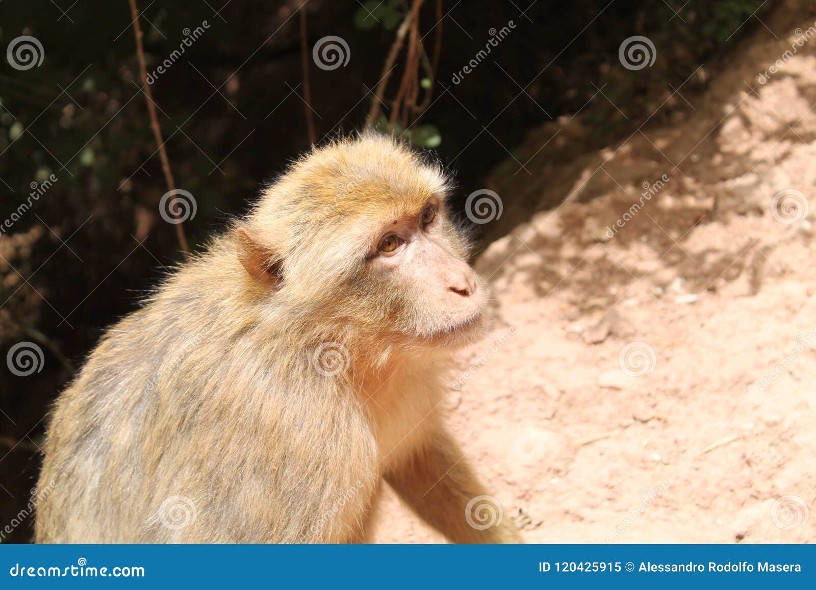 Macaco stock image. Image of nature, africa, marrakech - 120425915